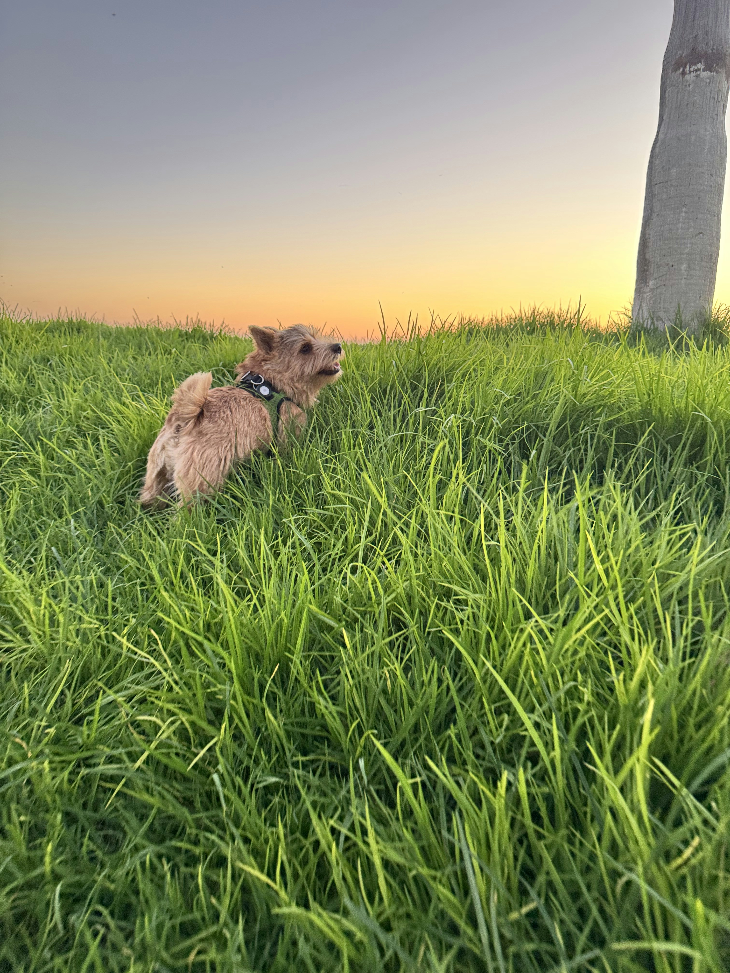 Sunset Hilltop Walk: a Terrier Exploring the Quiet Grass