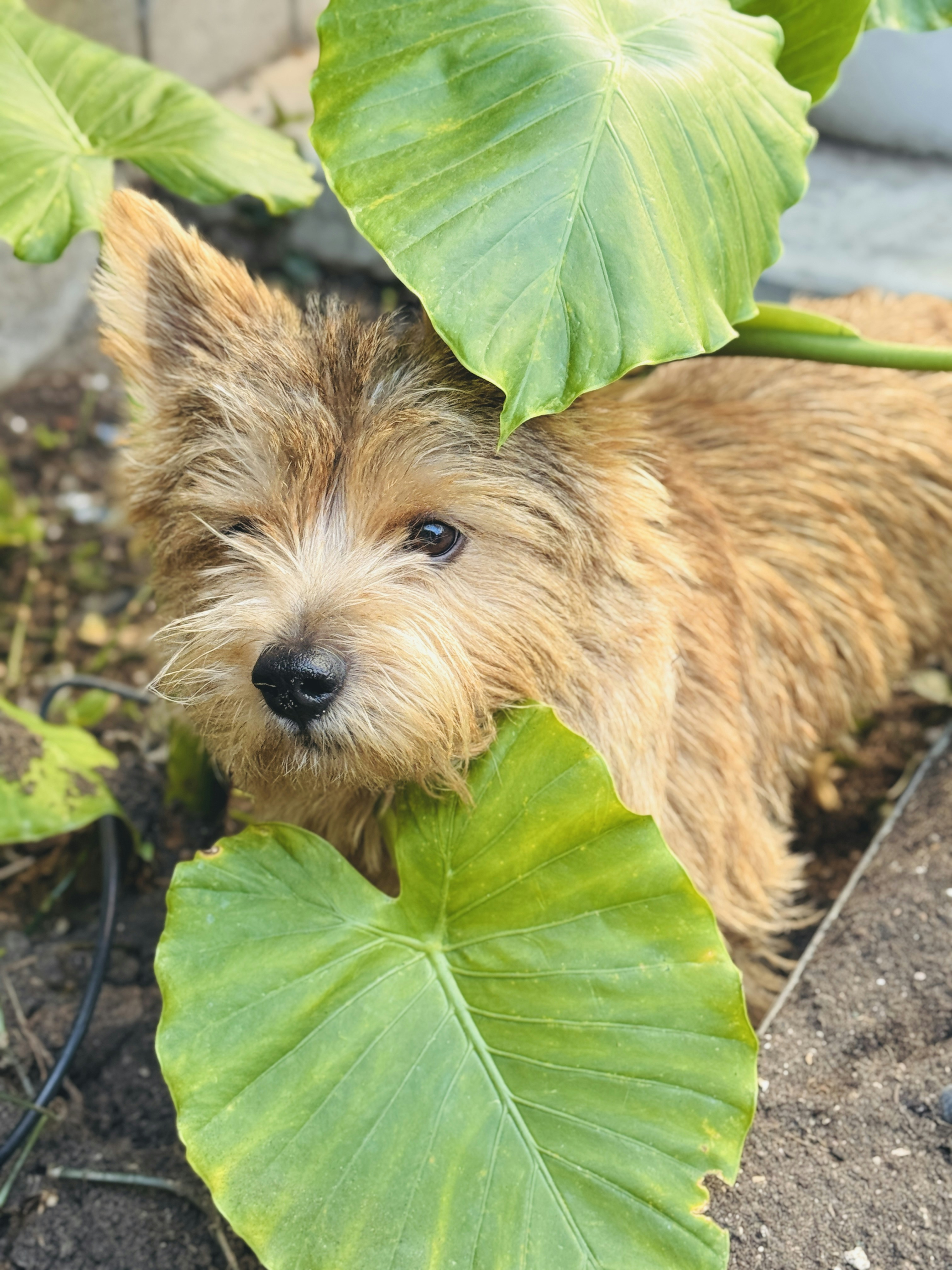 Curious terrier among giant green leaves