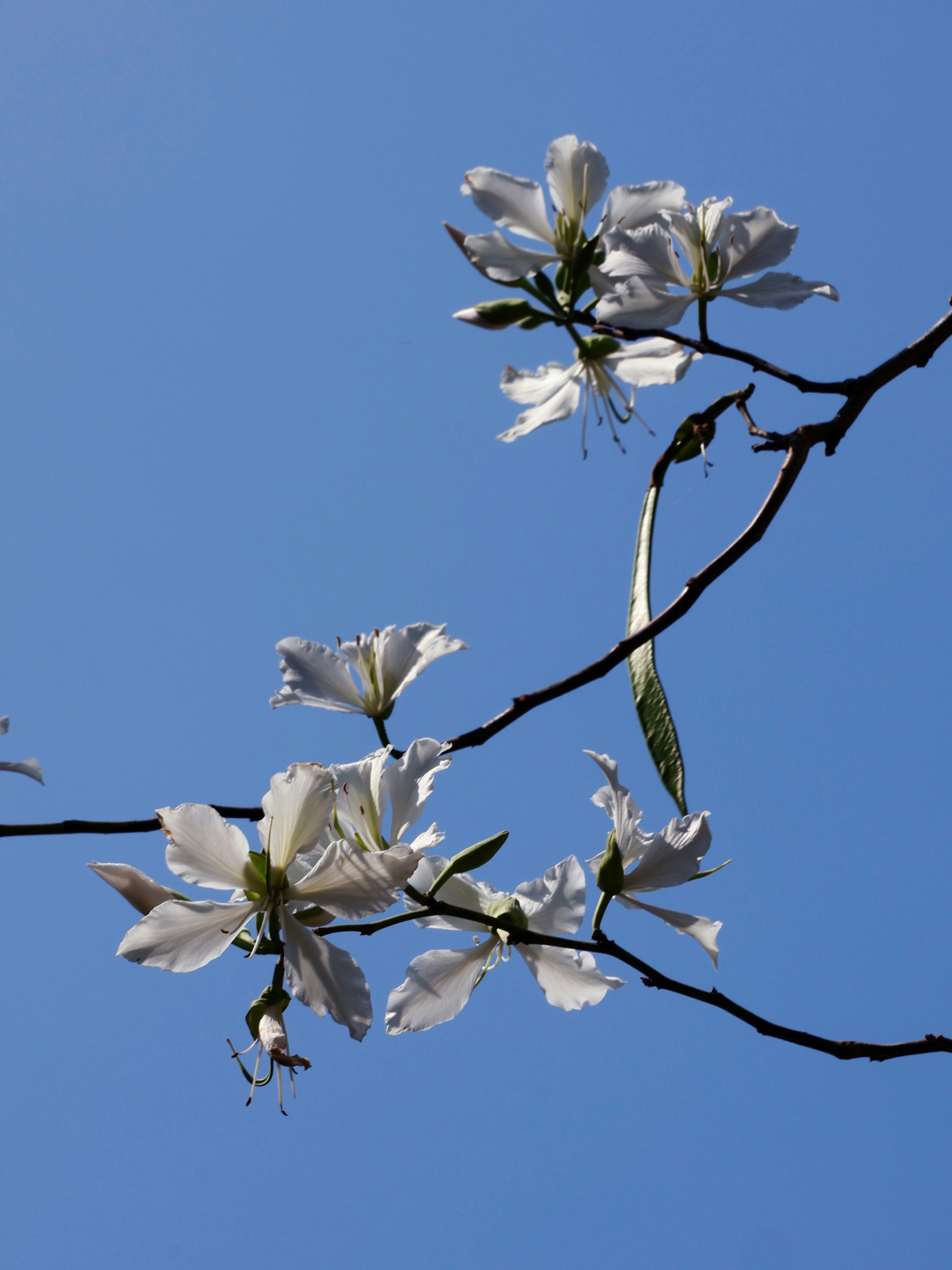 White blossoms reach toward a clear blue sky