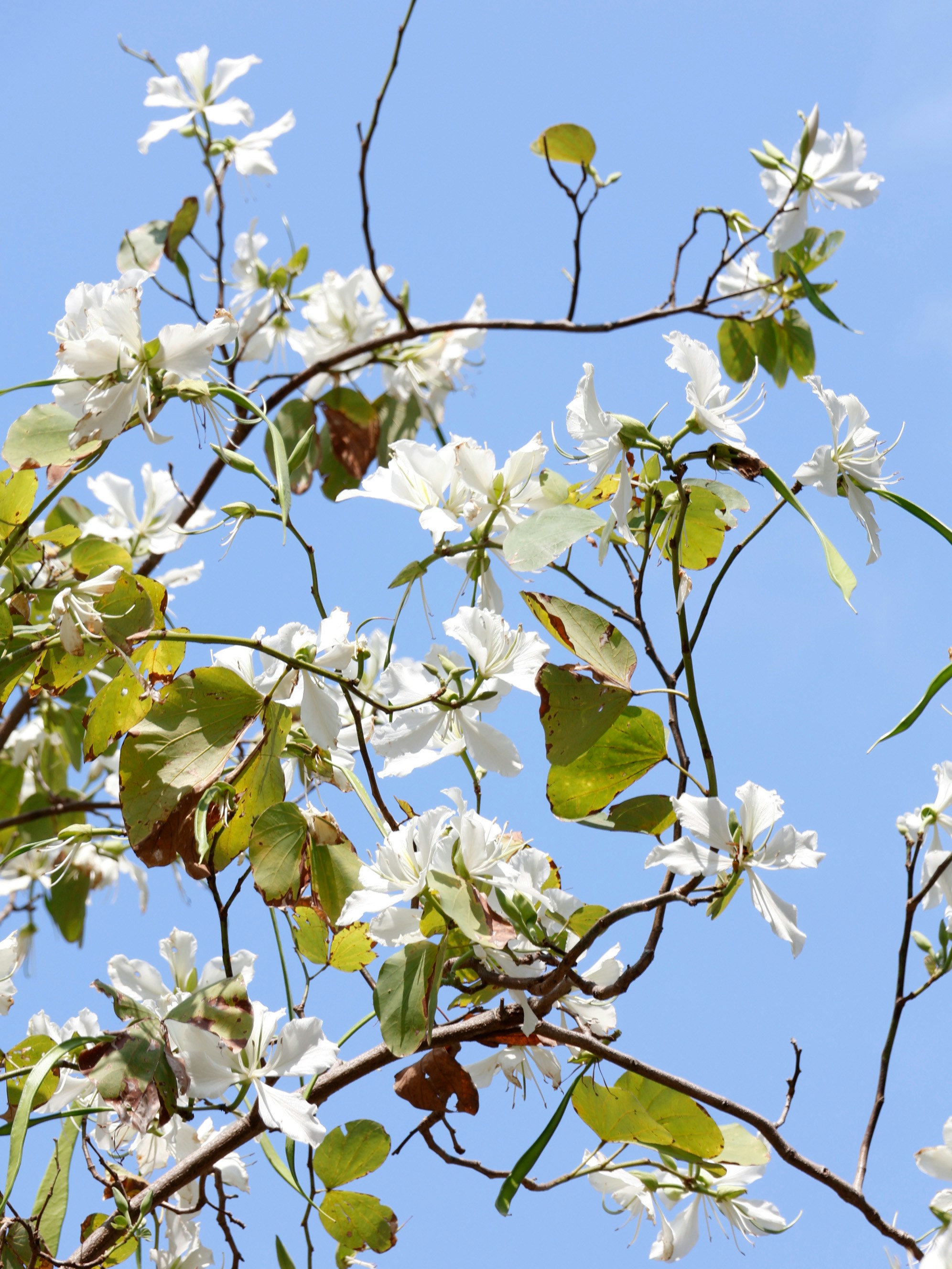 White blossoms against a clear blue sky: a sunlit bloomscape