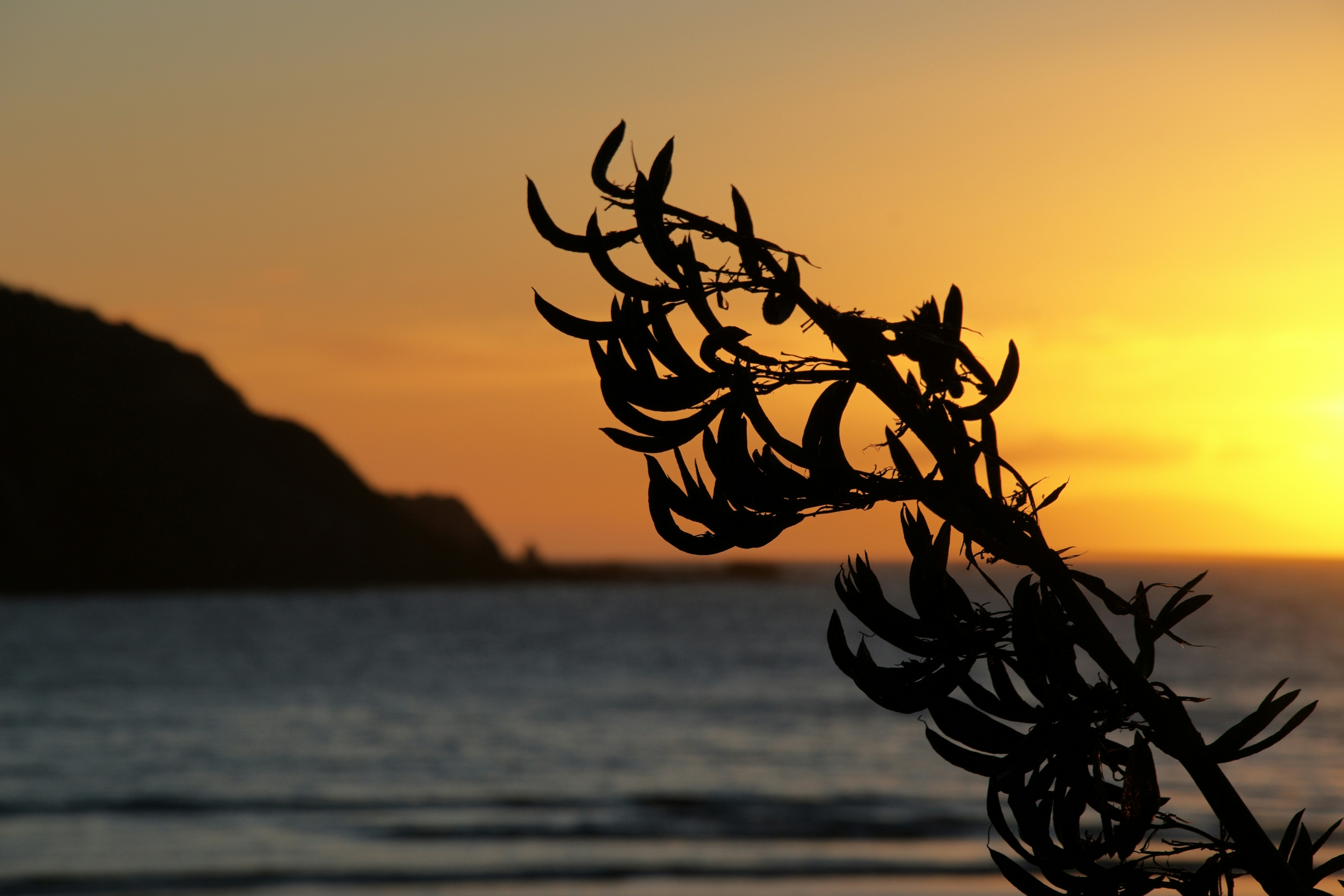 Silhouette Coast: Fronded Branch Against a Sunset Horizon