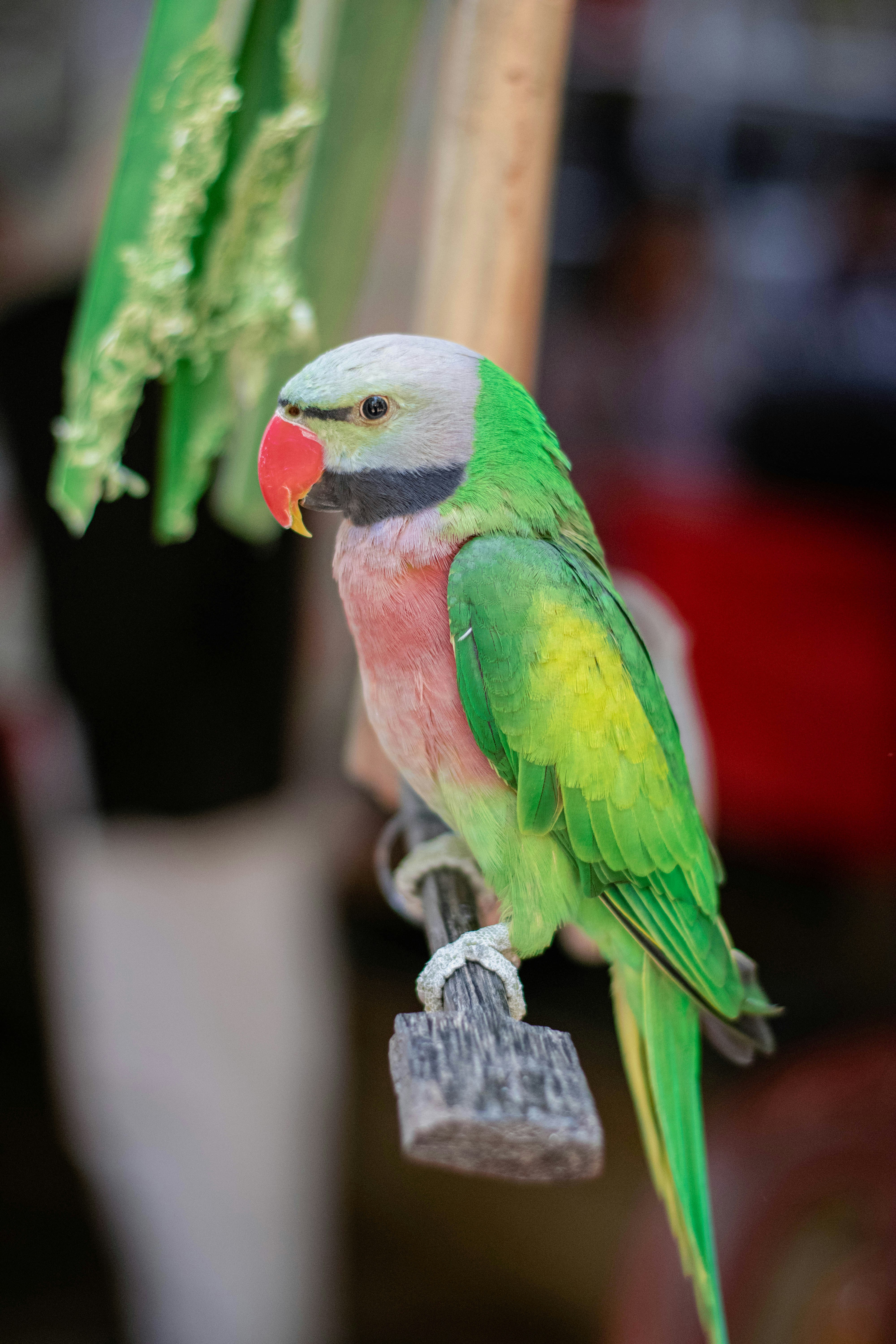 Colorful macaw perched on a weathered perch, with tropical greens framing the scene