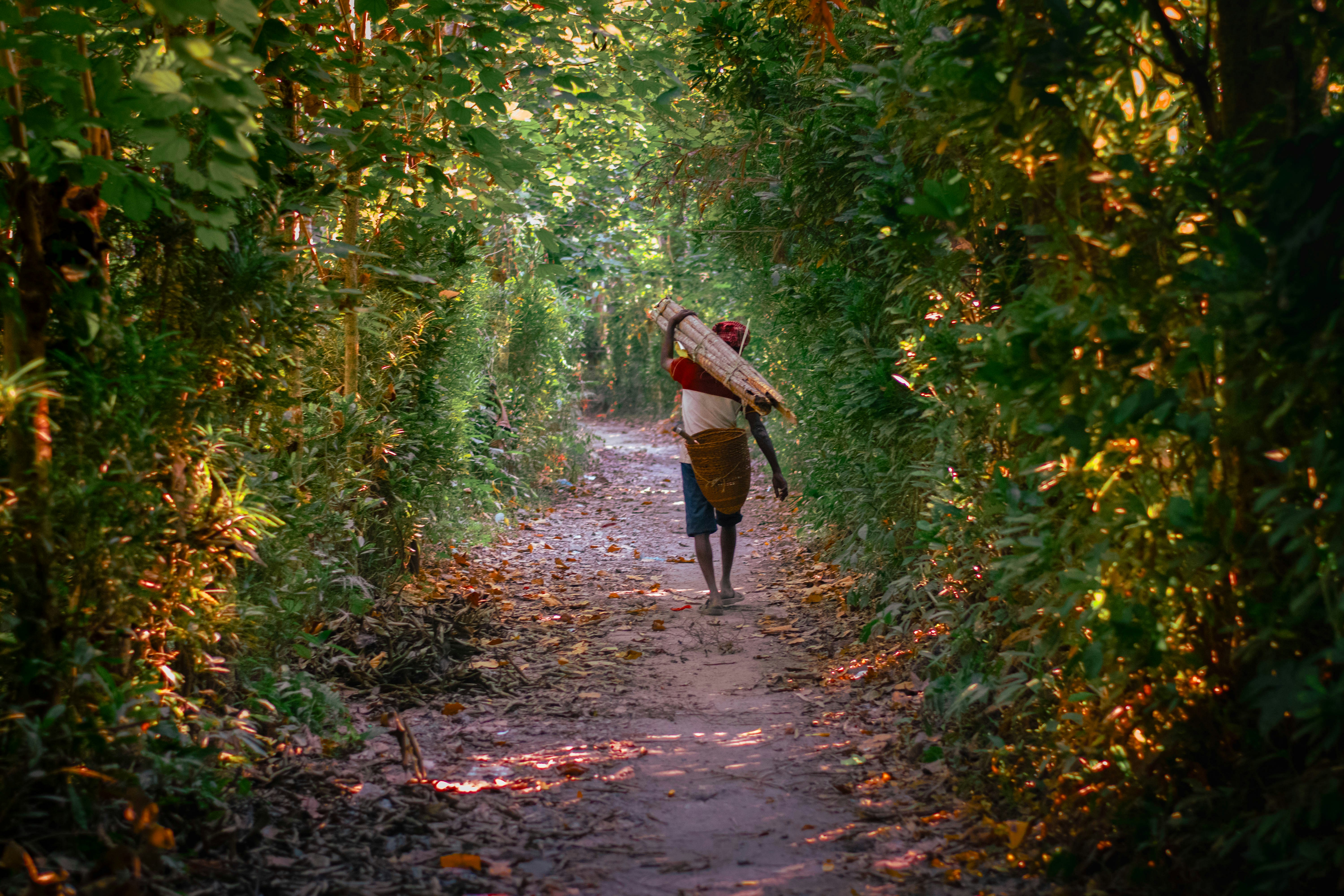 Path to the Weaving Woman: A Solemn Journey Through Sunlit Foliage