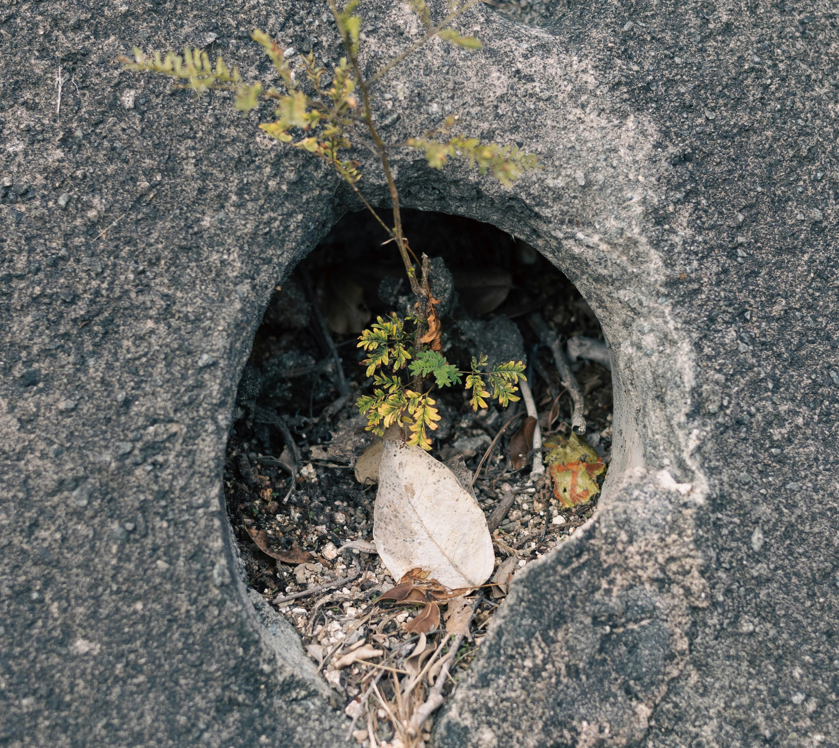 Weedy Sanctuary in a Concrete Grotto