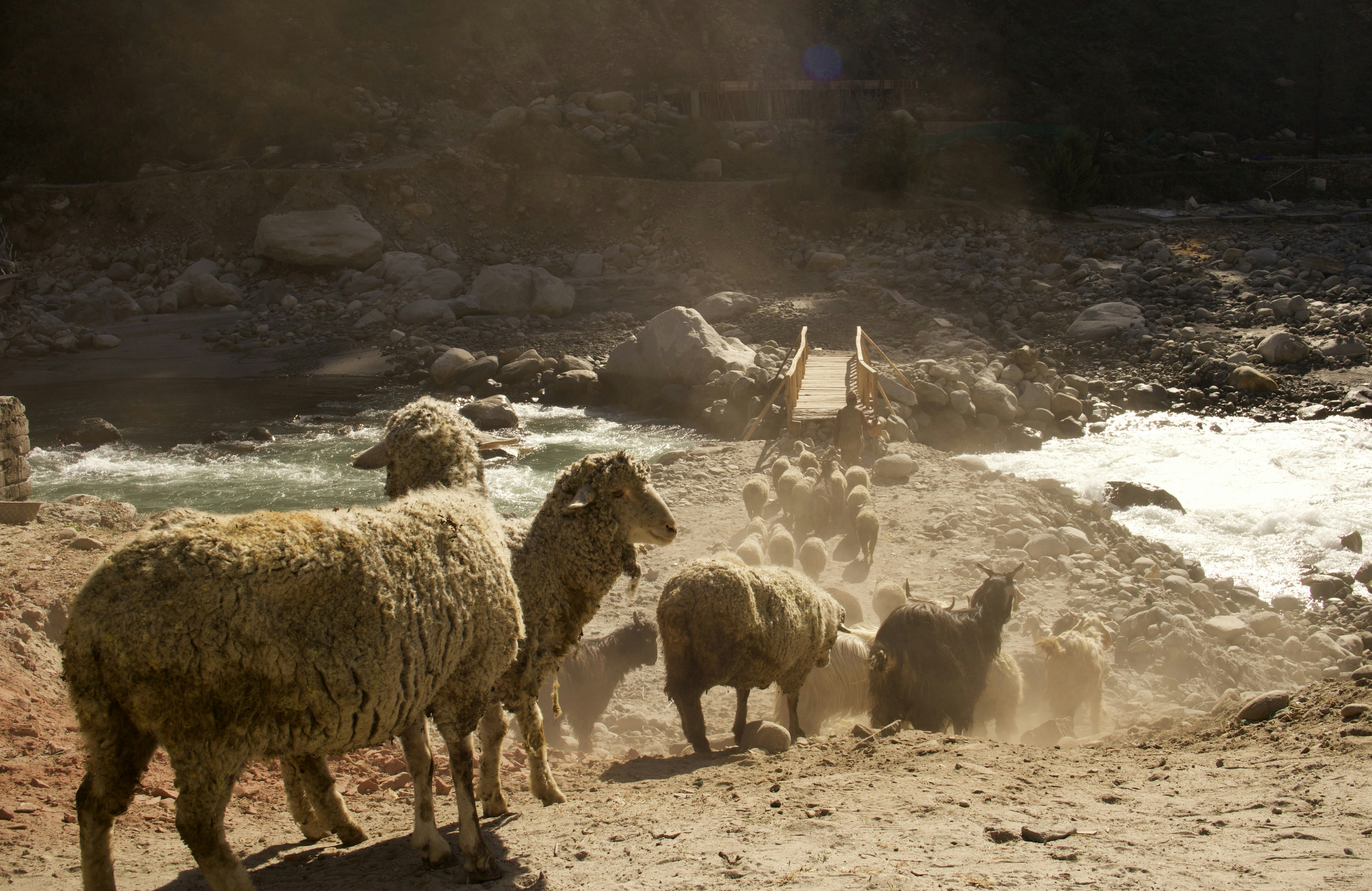 Herd at the riverbank in late afternoon light