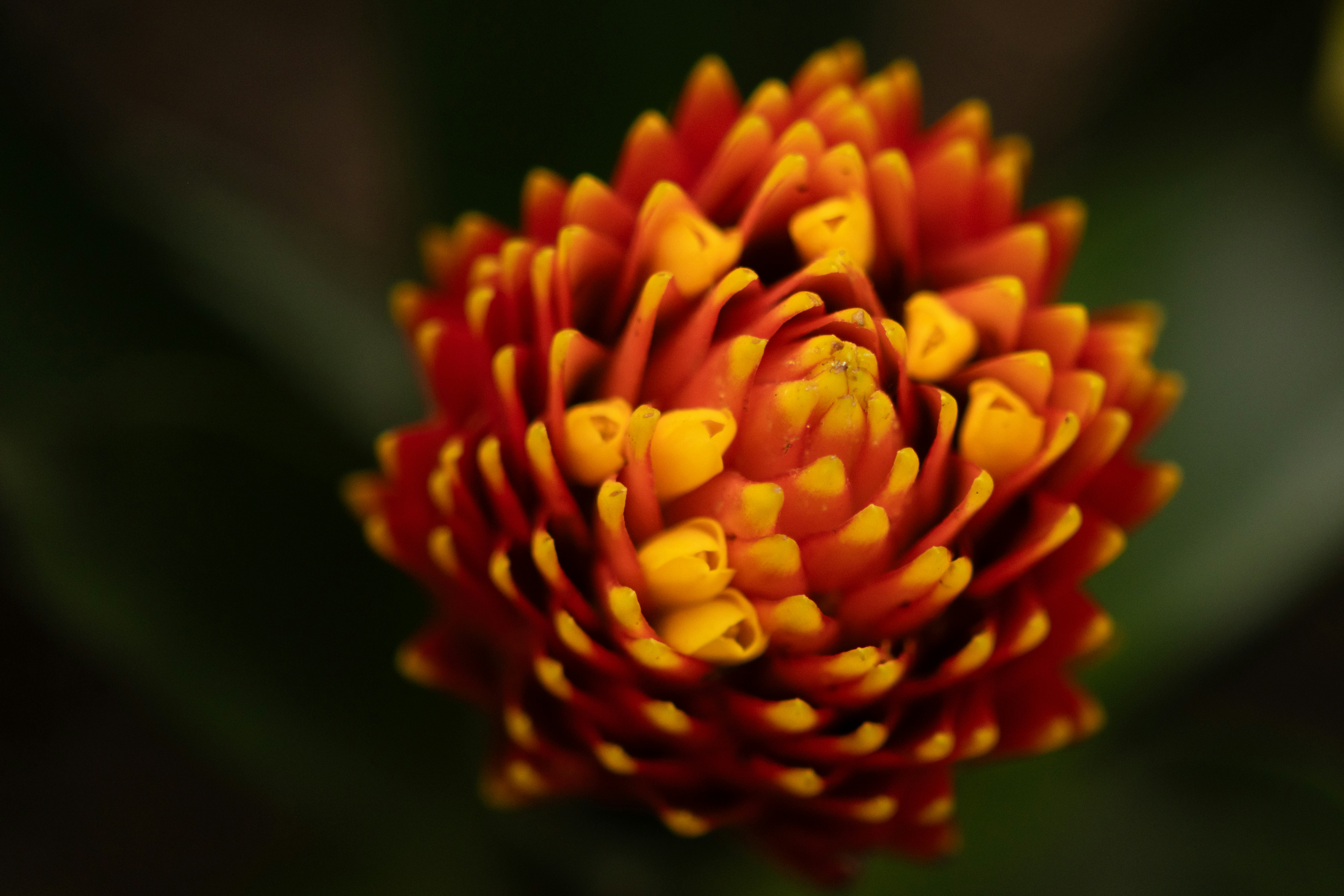 Incandescent Bloom: A Macro Portrait of Flame-Red Petals