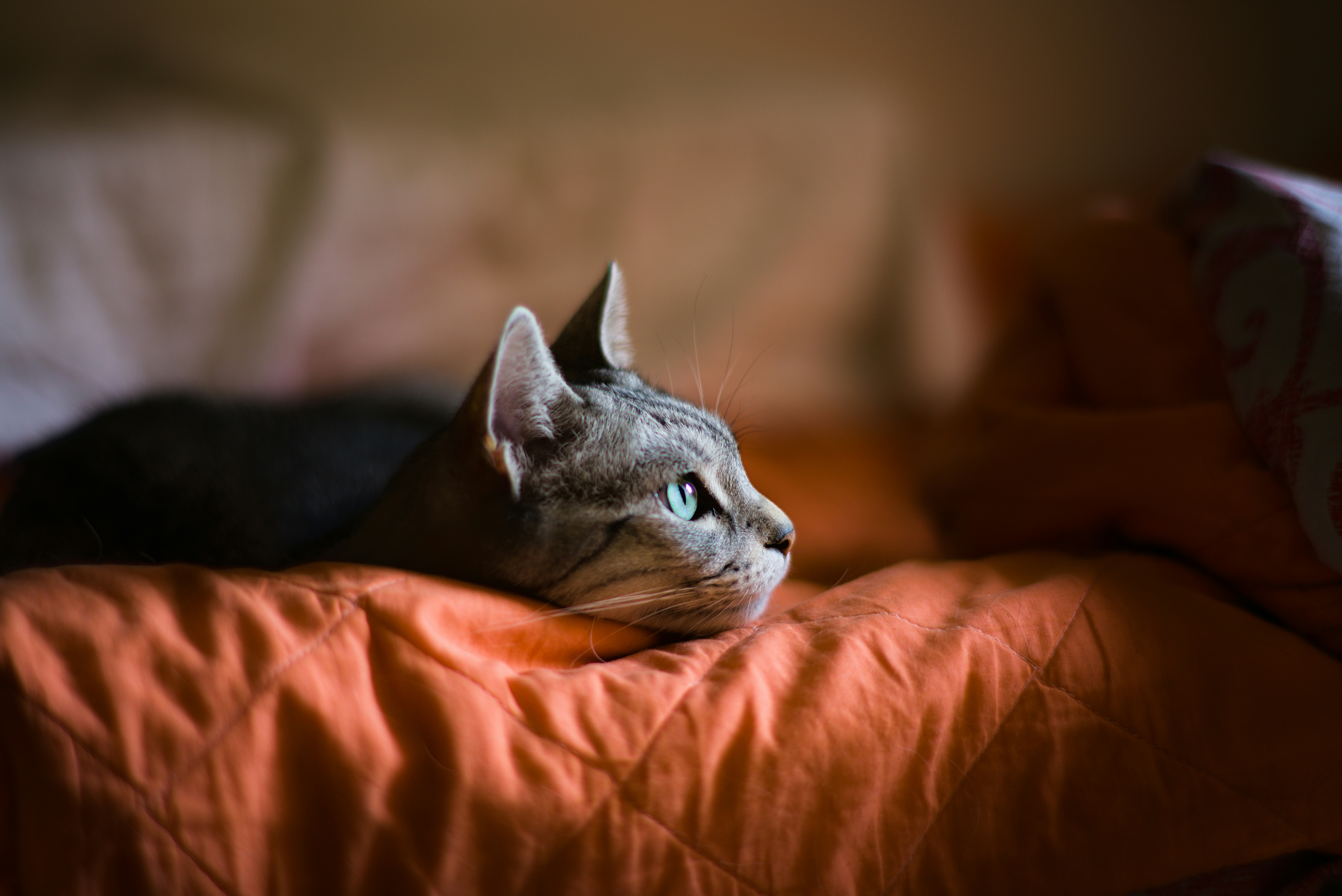 Amber Nest: A Cat in the Warm Bedlight