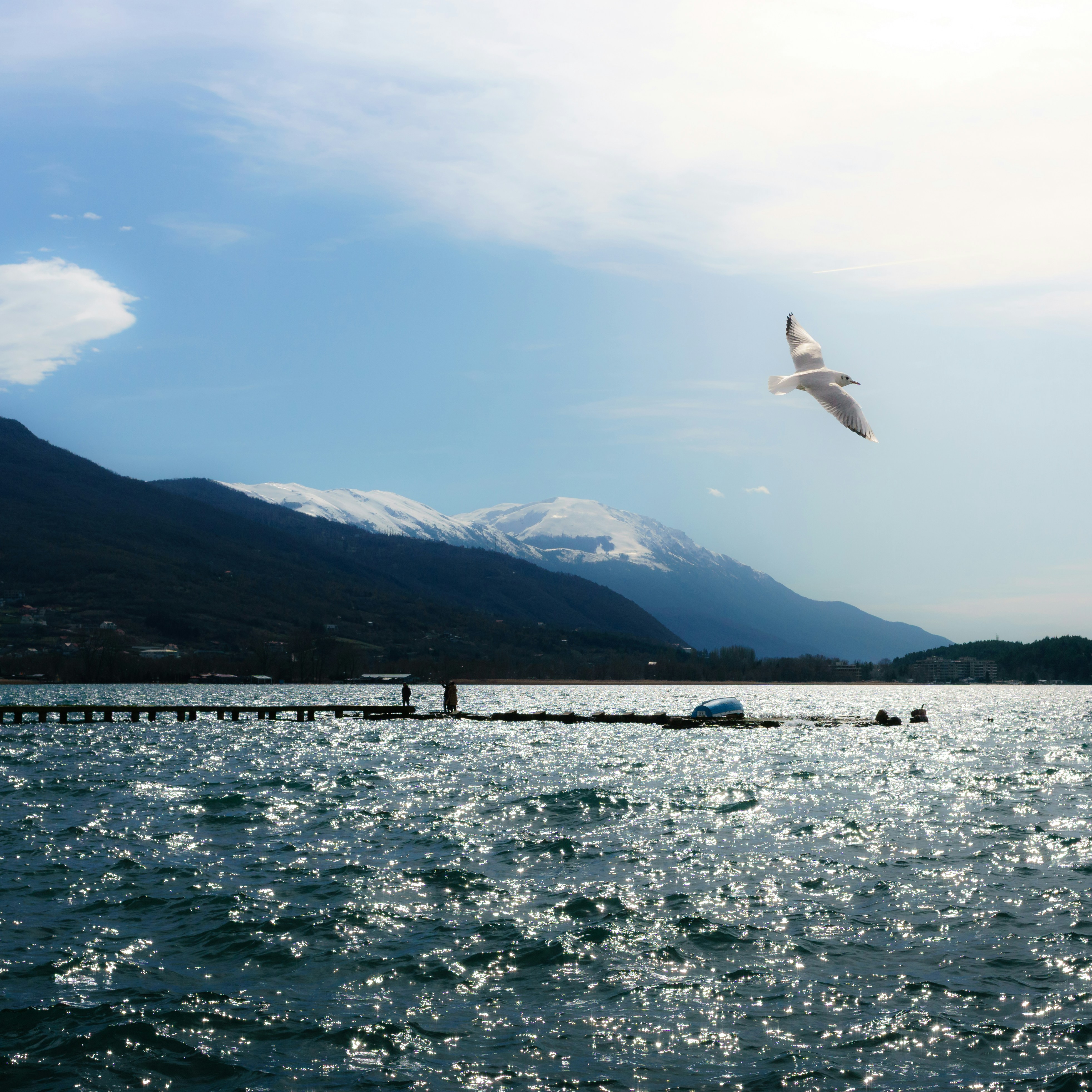 Seagull Over Glittering Fjord: A Quiet Moment by Snow-Capped Mountains