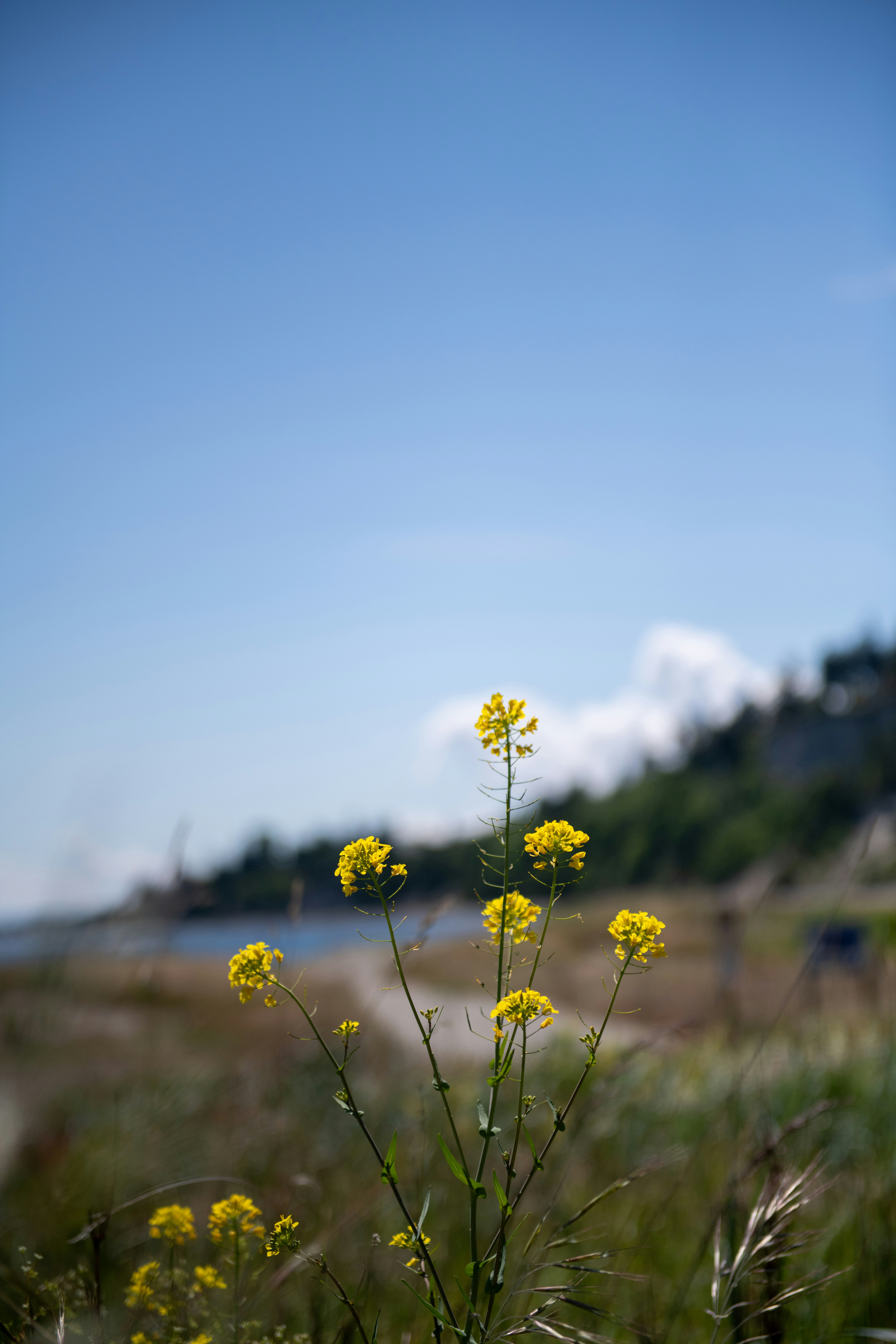 Yellow wildflowers reach for a sunlit horizon along a coastal meadow