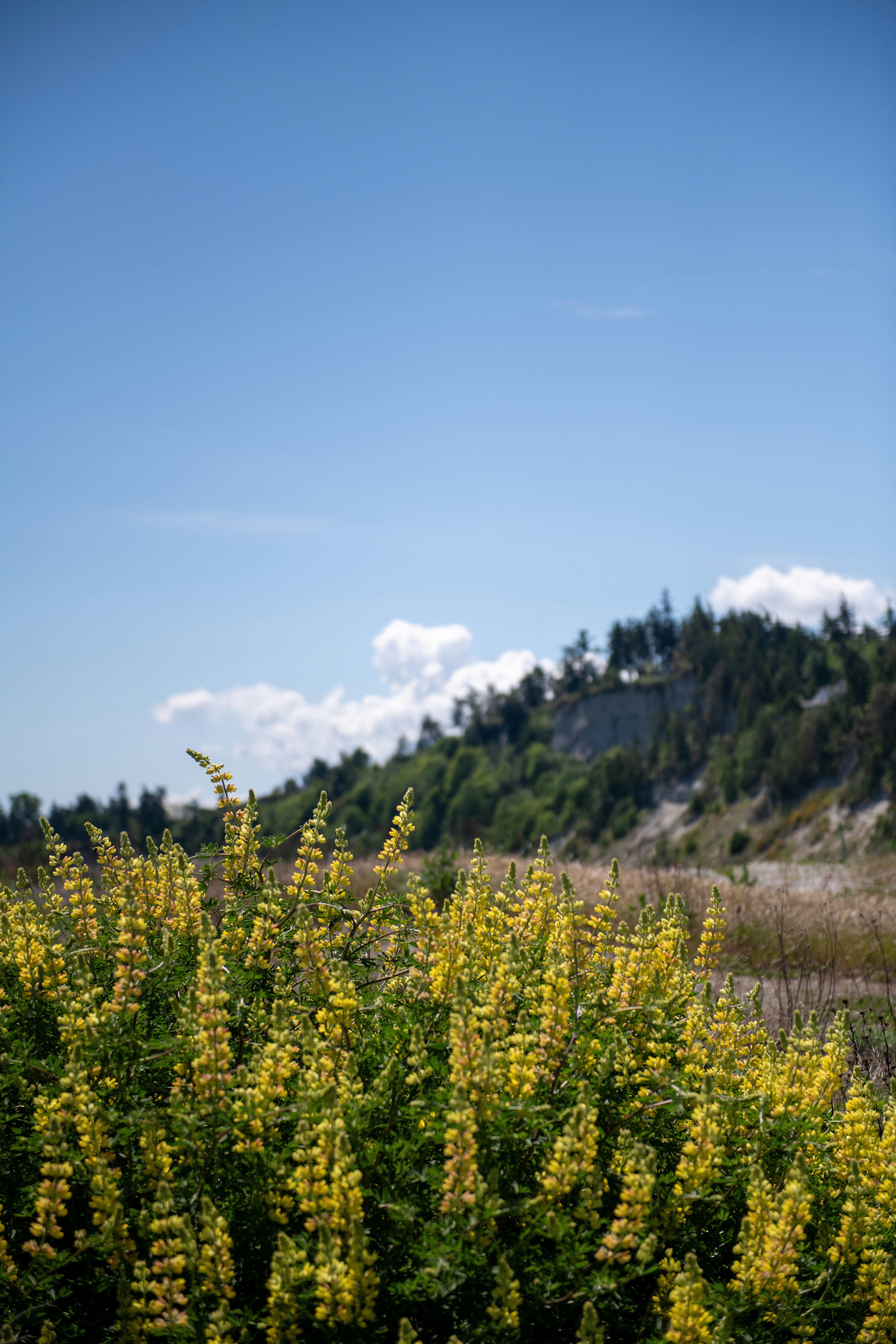 Golden Rush: Field of Yellow Wildflowers Against a Quiet Blue Sky