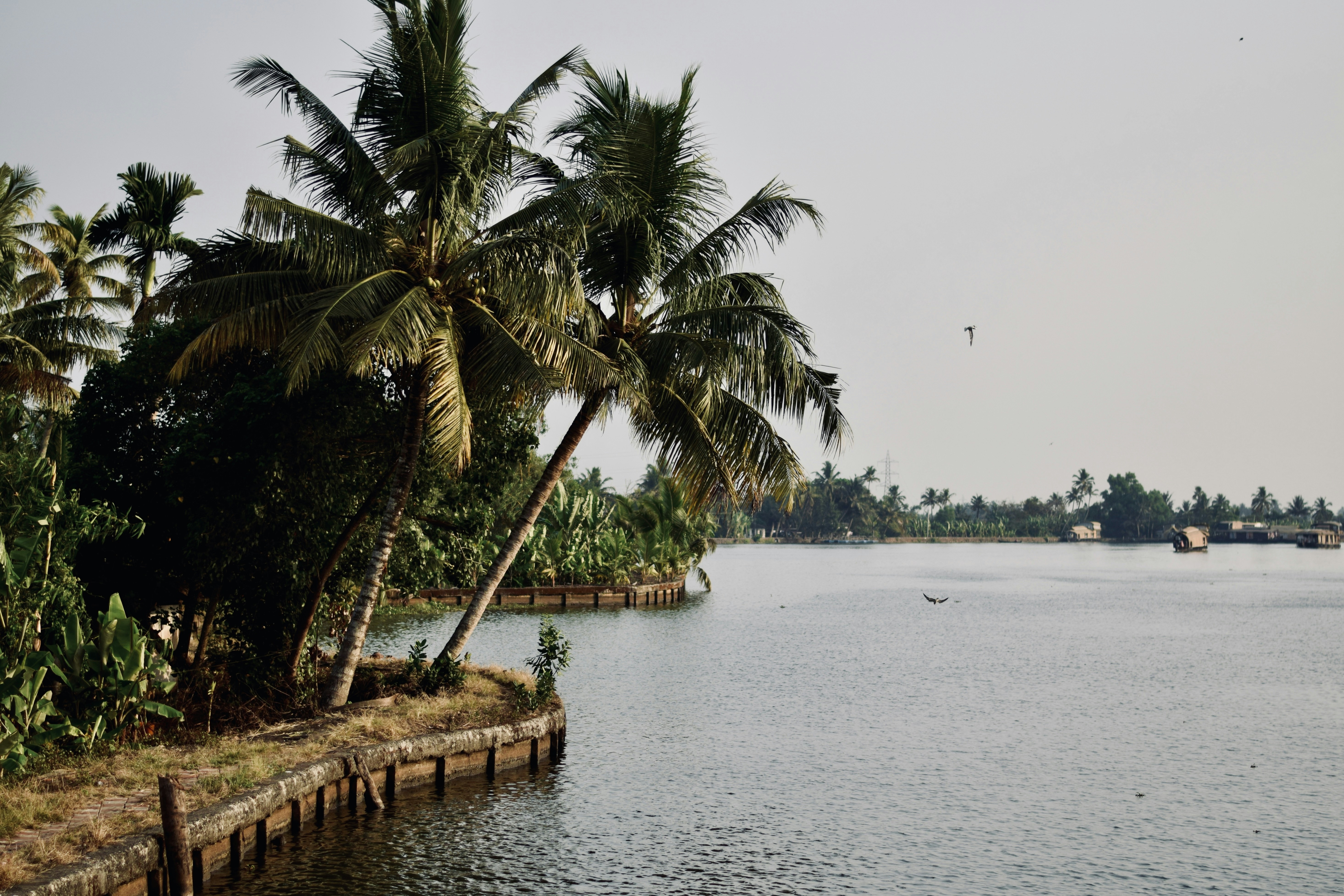 Palm trees line a tranquil river with boats in distance.