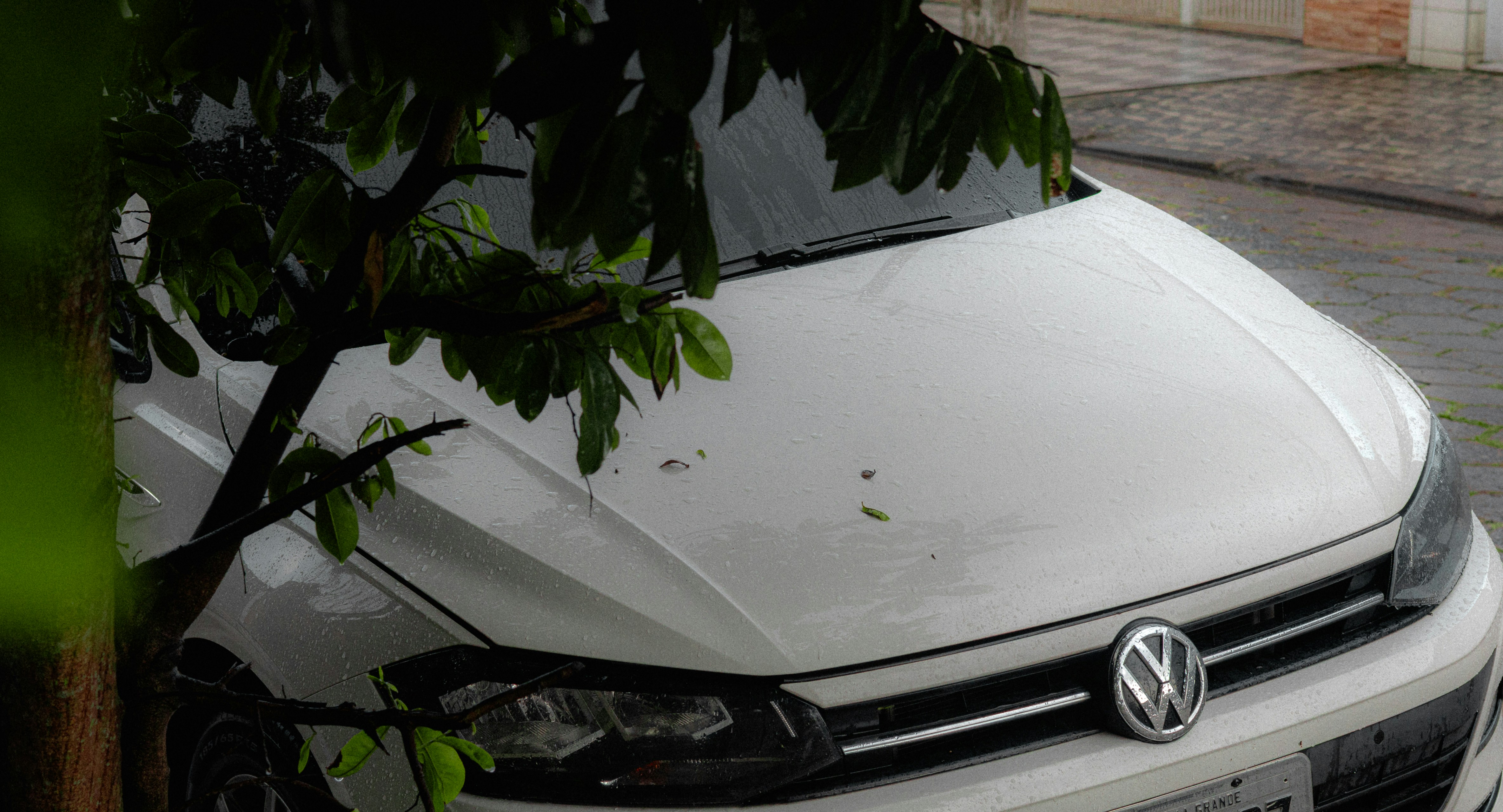 White VW Hood under Urban Canopy