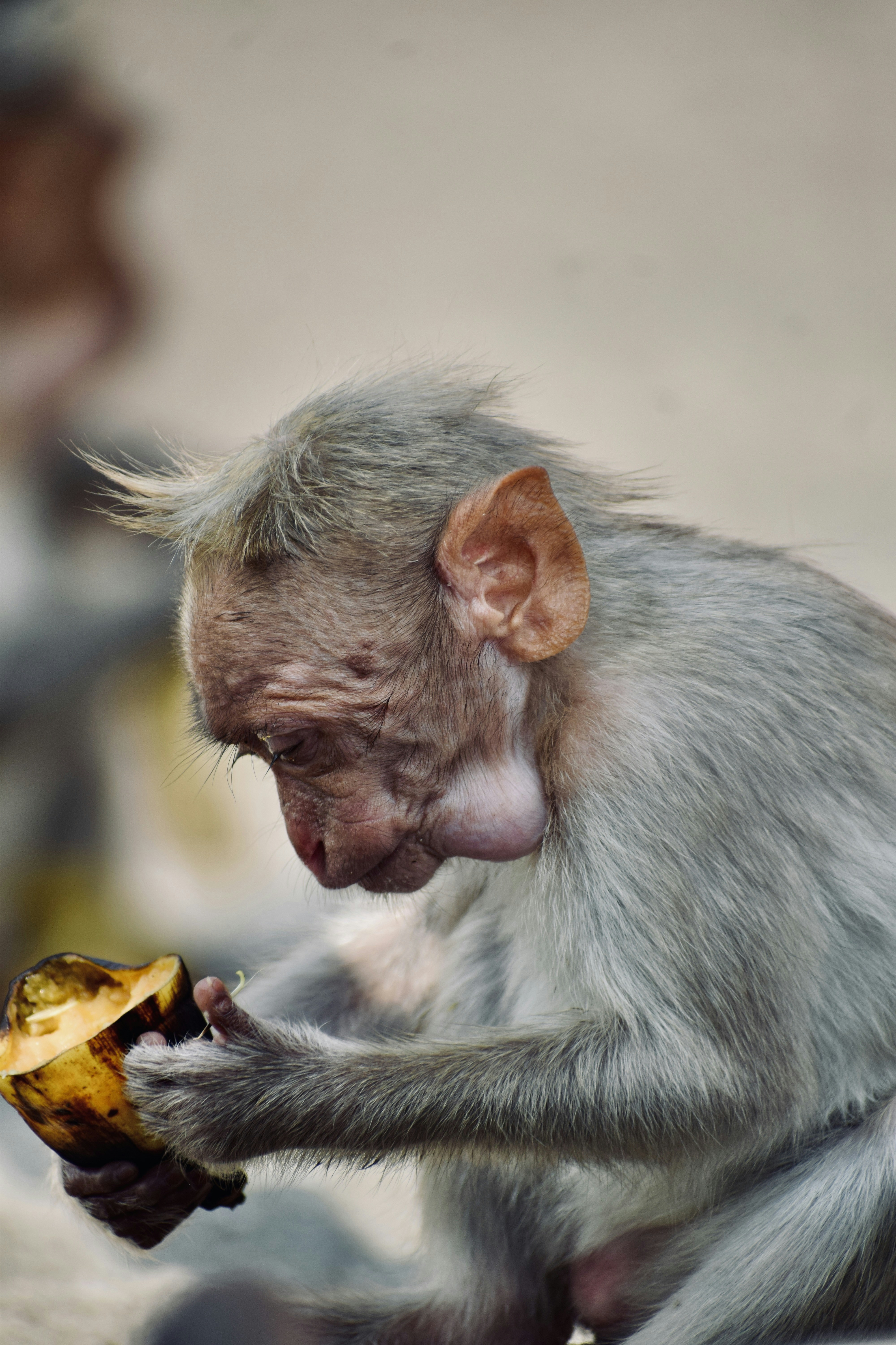 Young Monkey Delicately Inspects a Banana Vessel