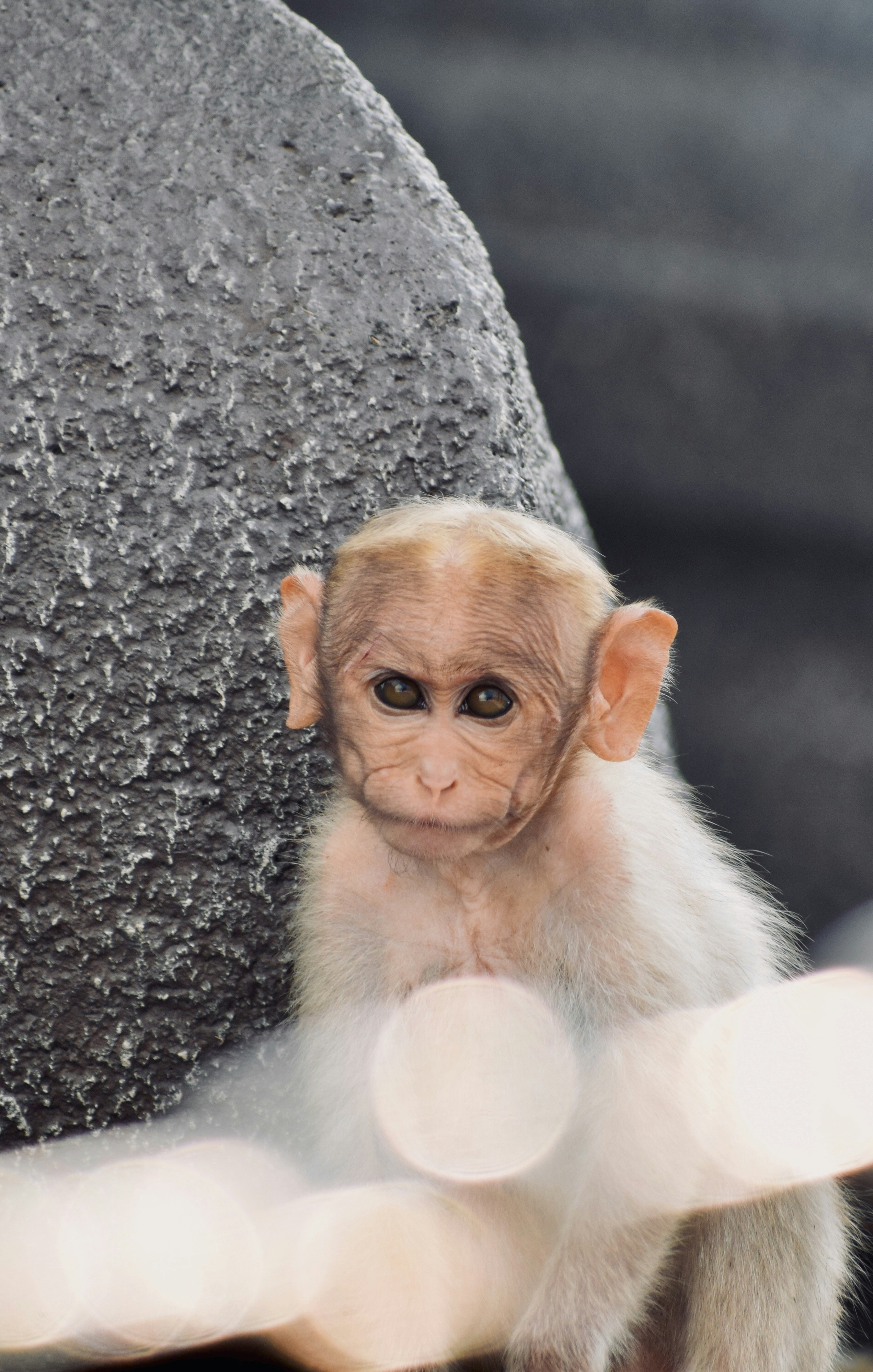 Young Monkey Peeks from Behind a Rough Rock