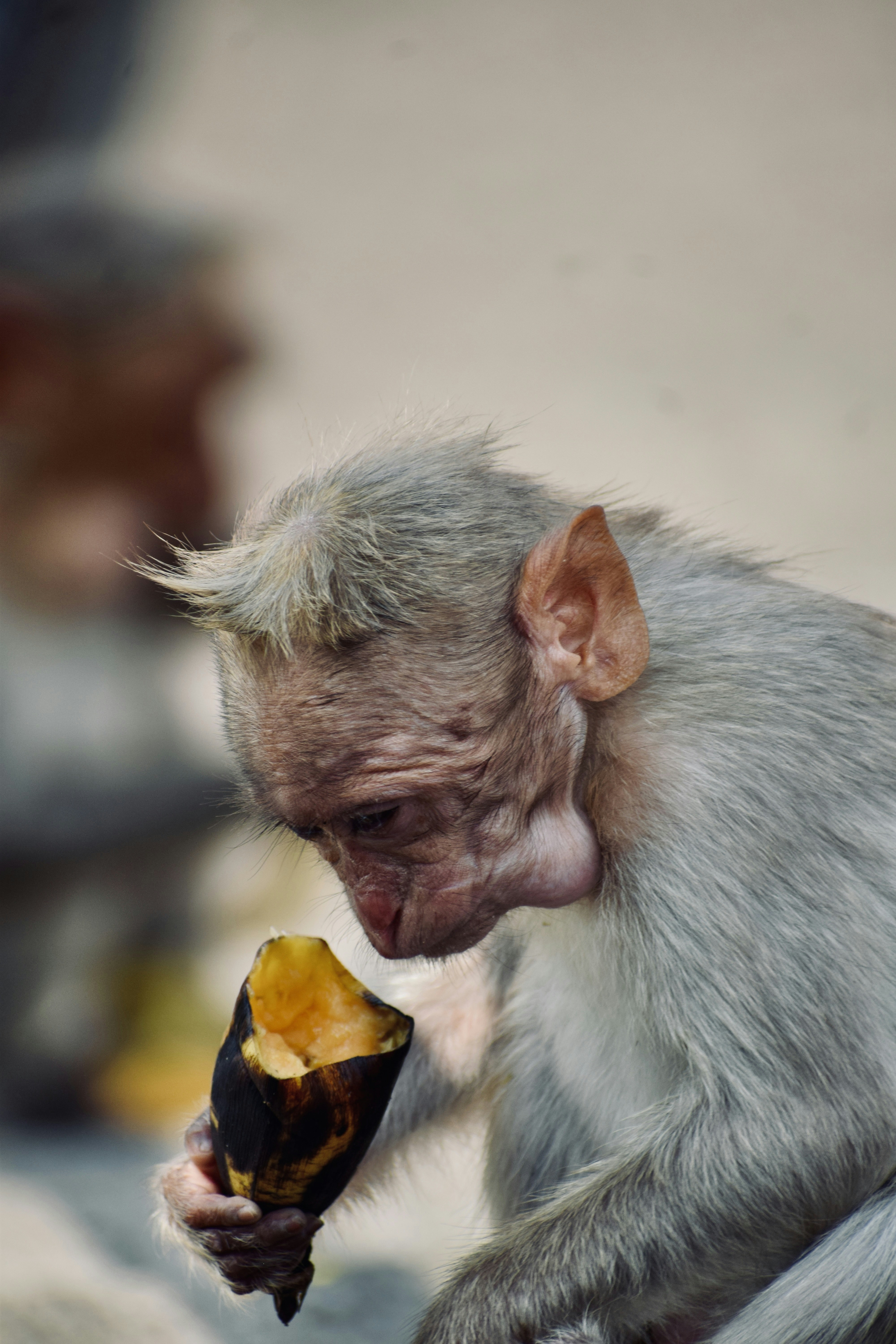 Curious Monkey Nibbles a Banana Blossom