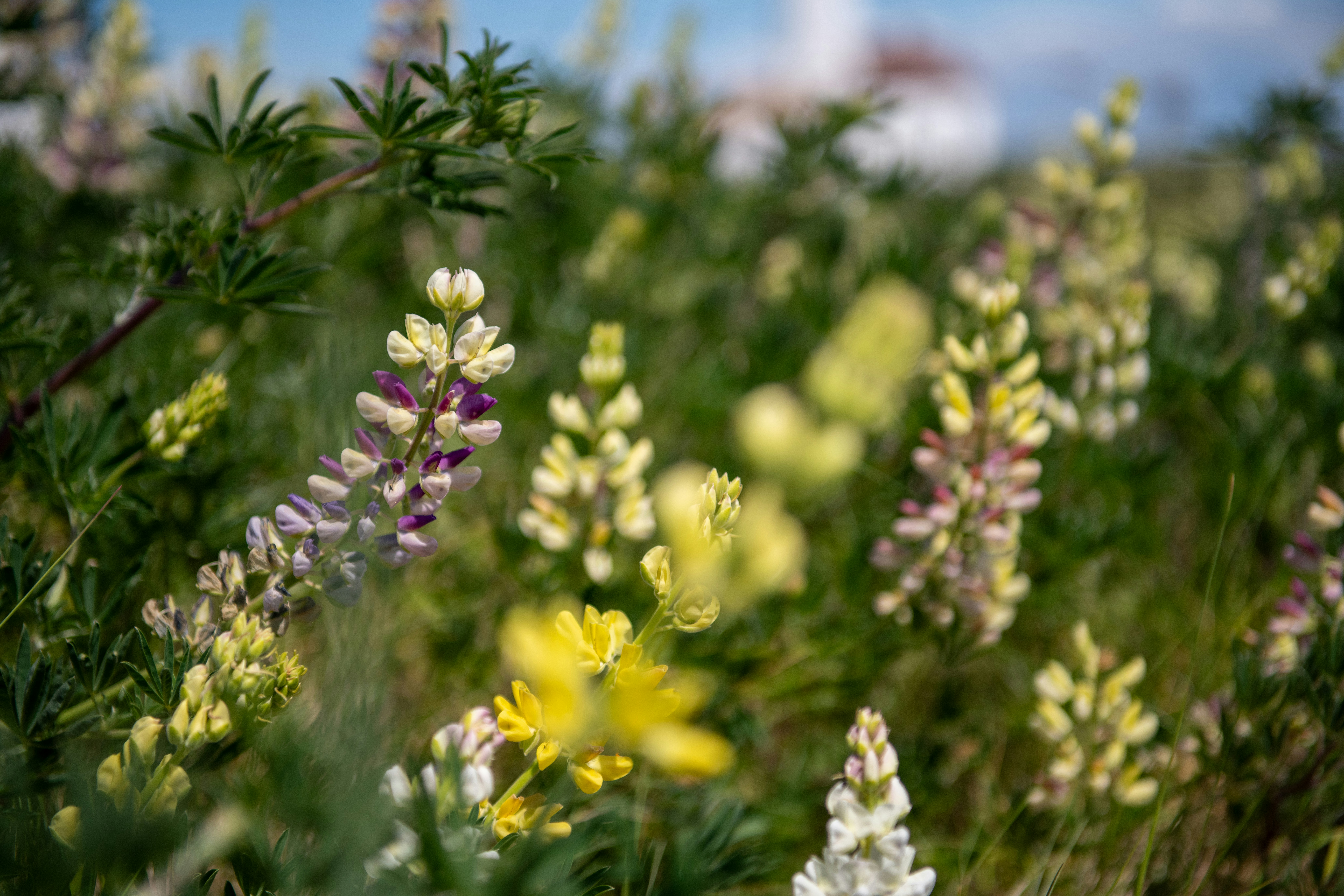 Soft Focus Meadow: Sunlit Lupines and Distant Architecture
