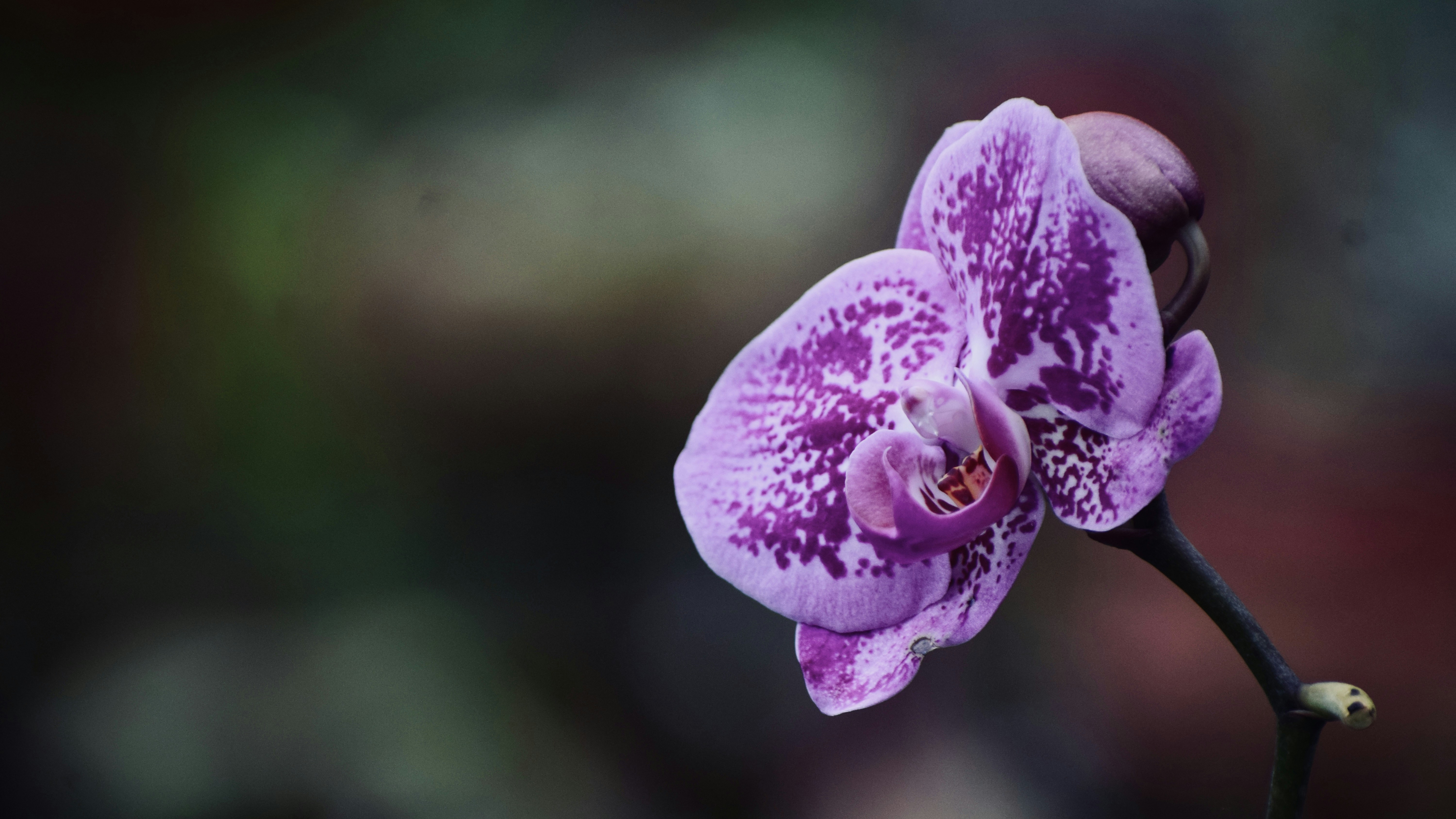 Purple Orchid in Soft Focus Garden Spotlight