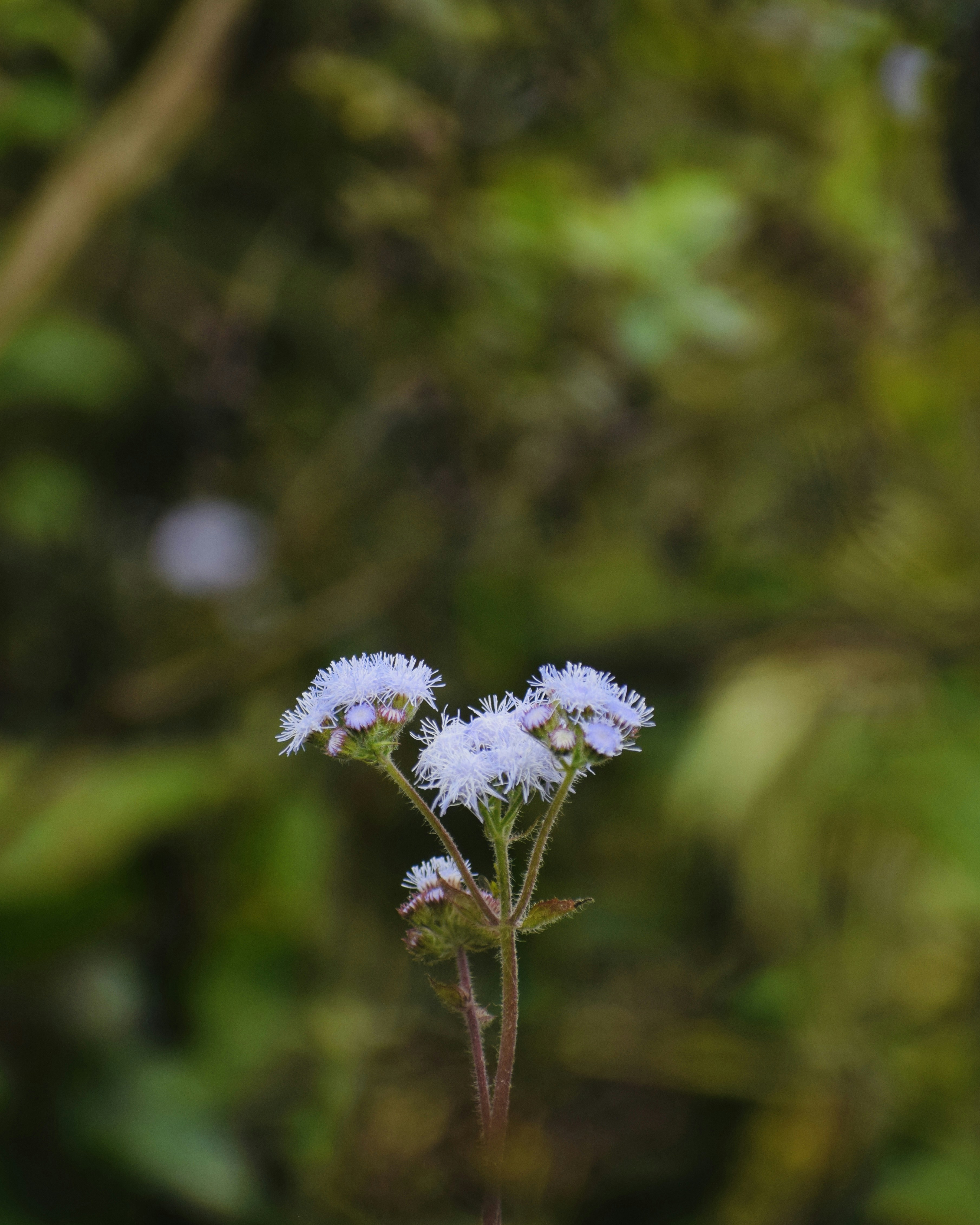 White-tipped blossoms reaching toward the sunlit canopy