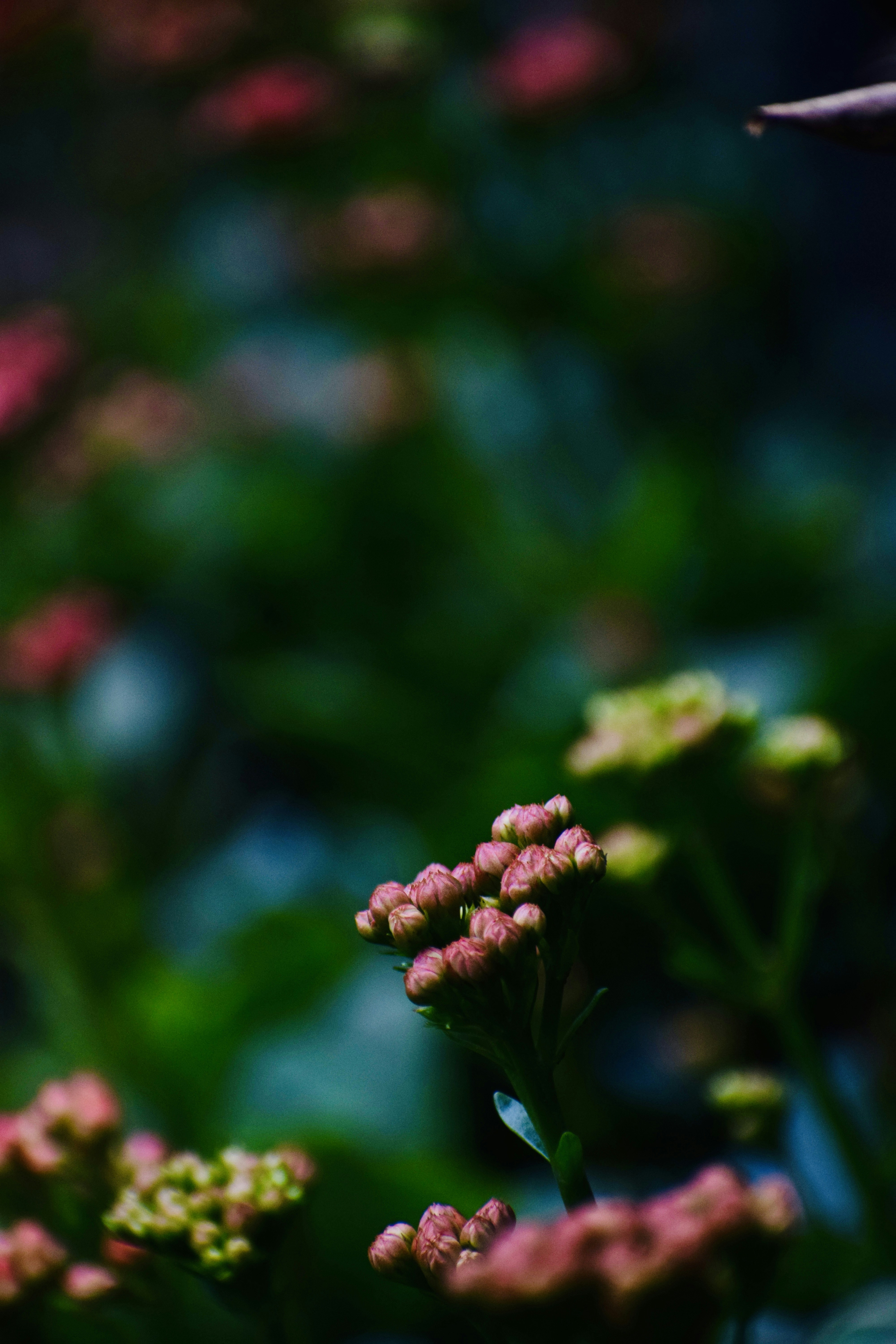 Soft Focus Flora: Pink Buds Against a Dreamy Garden Backdrop