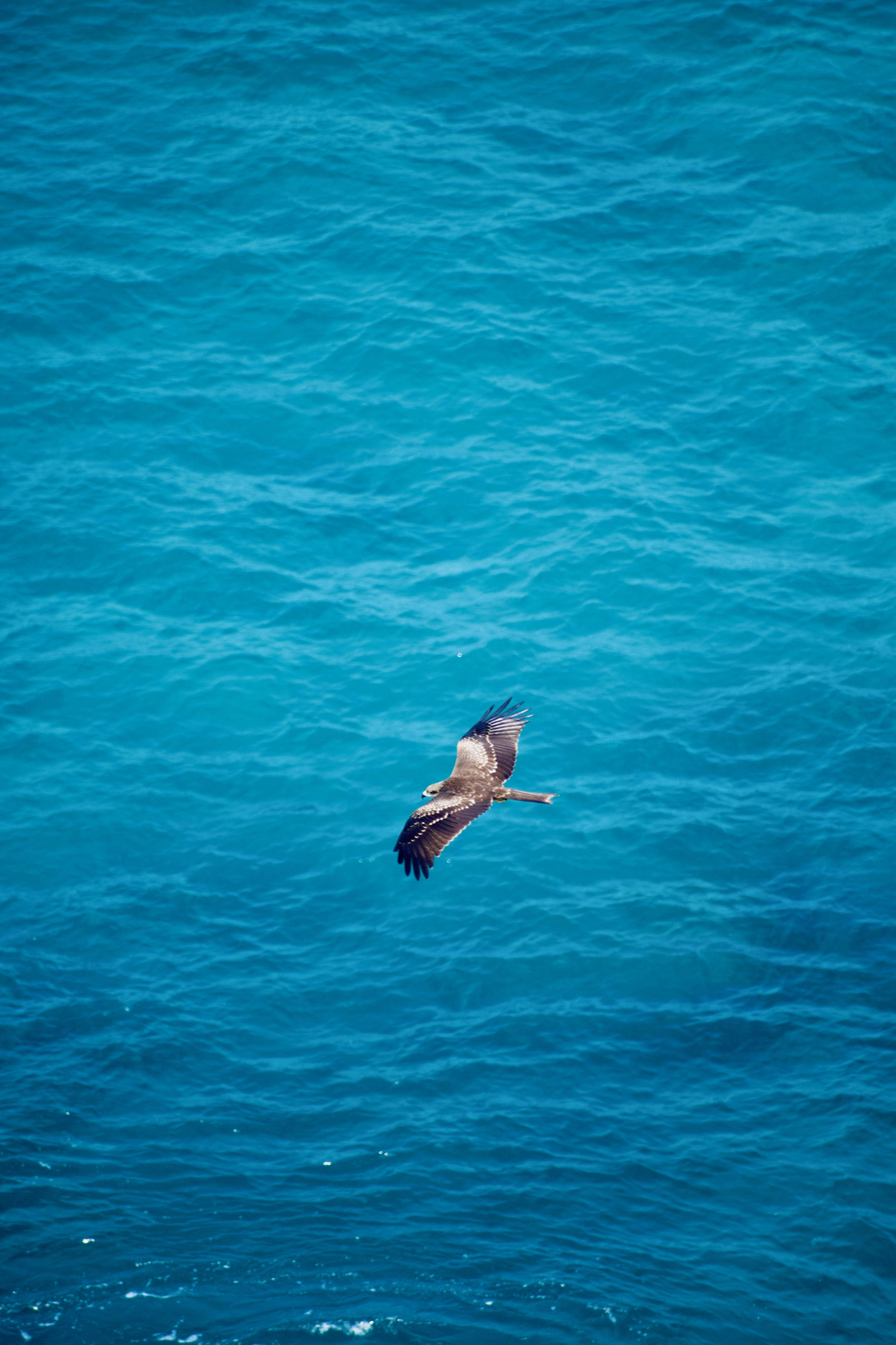 Alpine Glide: Seabird Cutting the Blue Expanse