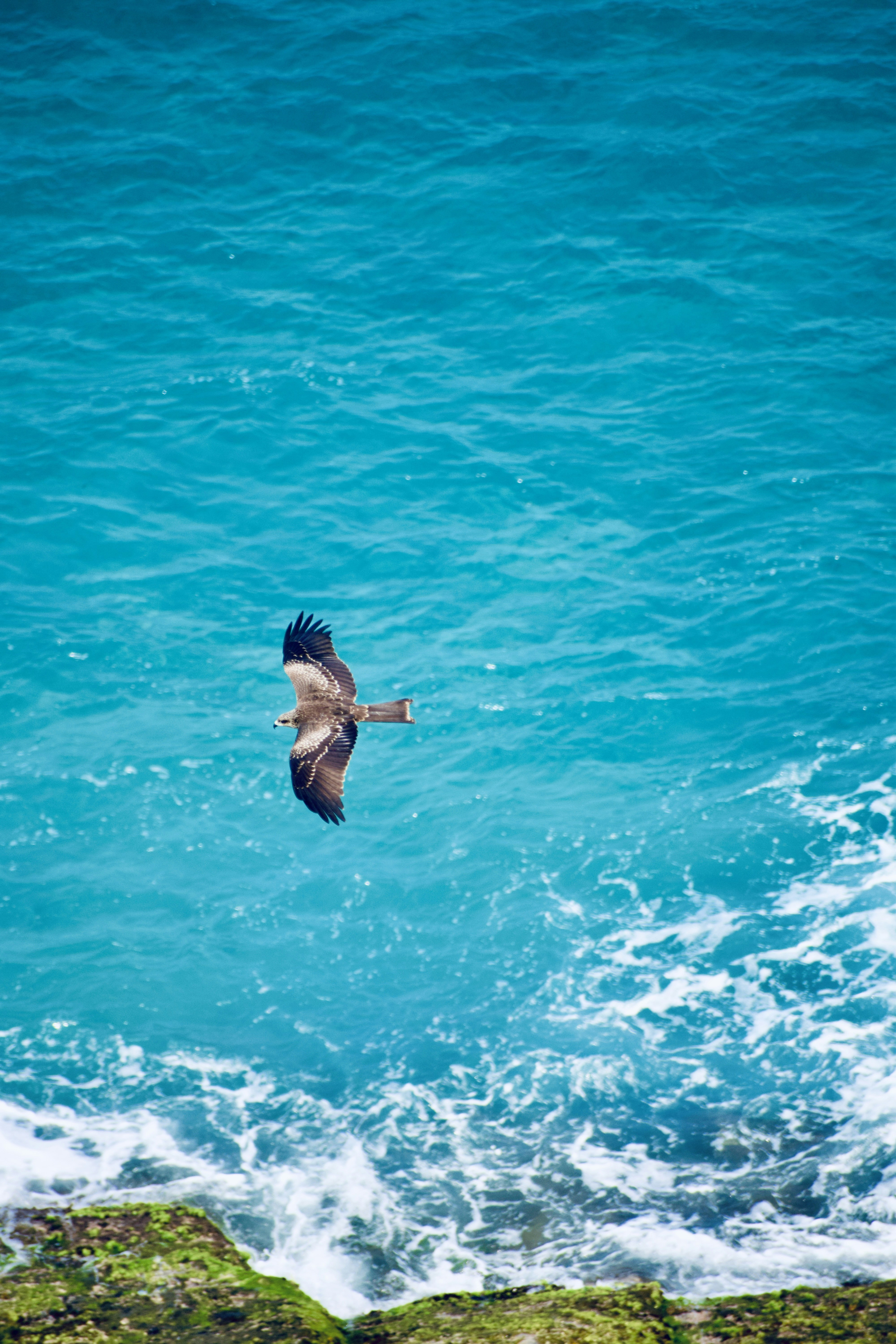 Soaring over Turquoise Edge
