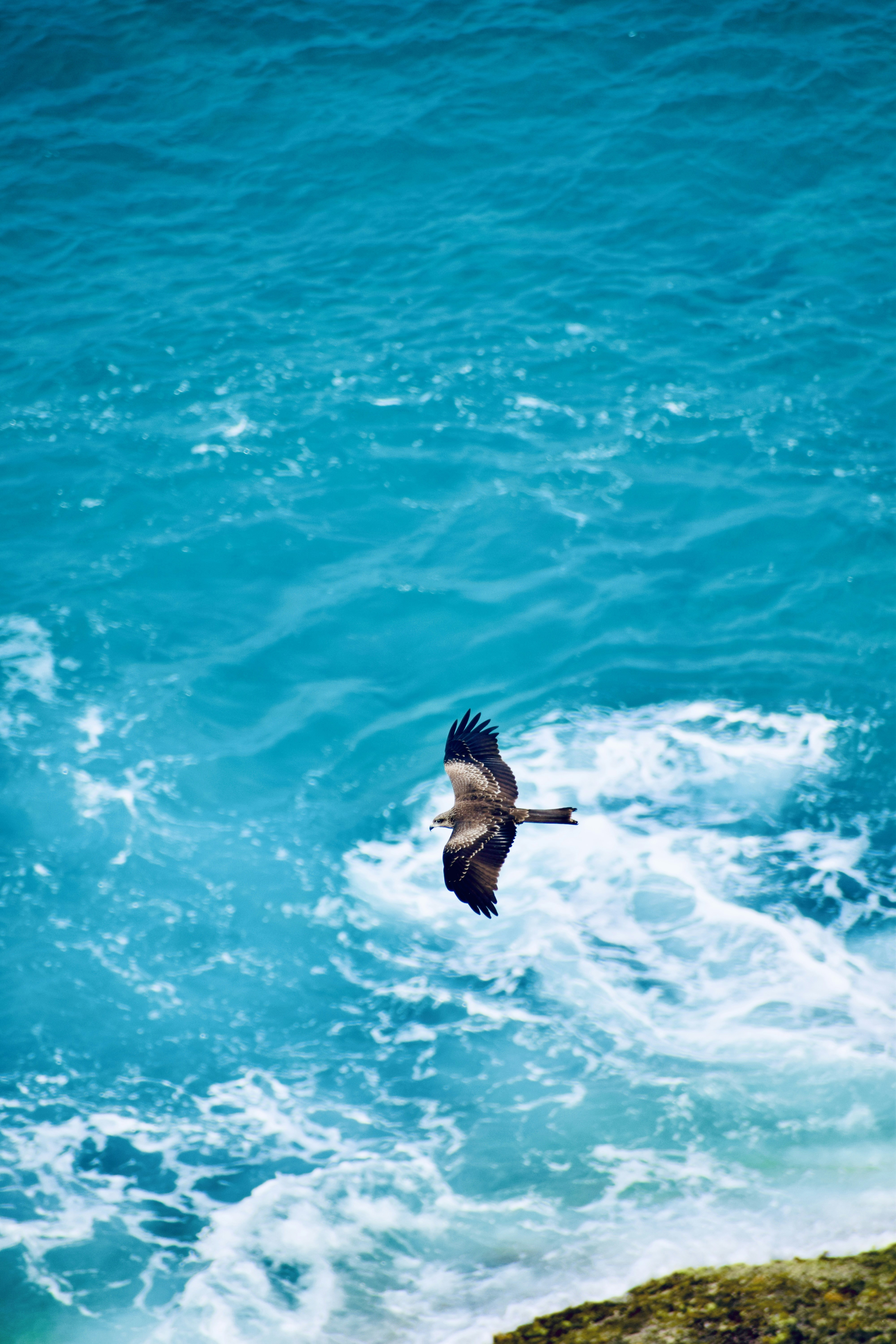 Soaring Seabird Above Turquoise Surge