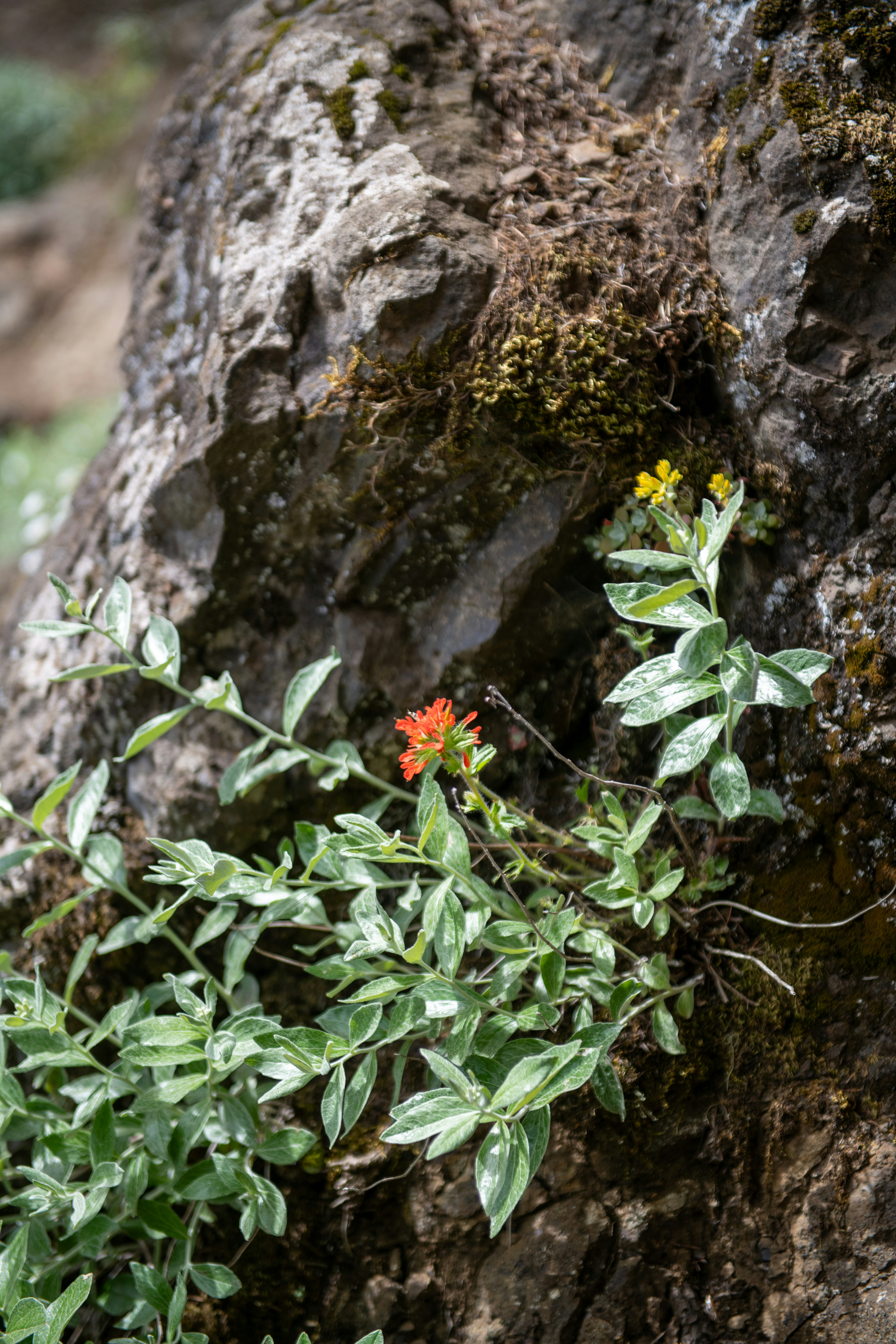 Red-orange flower glow against mossy rock