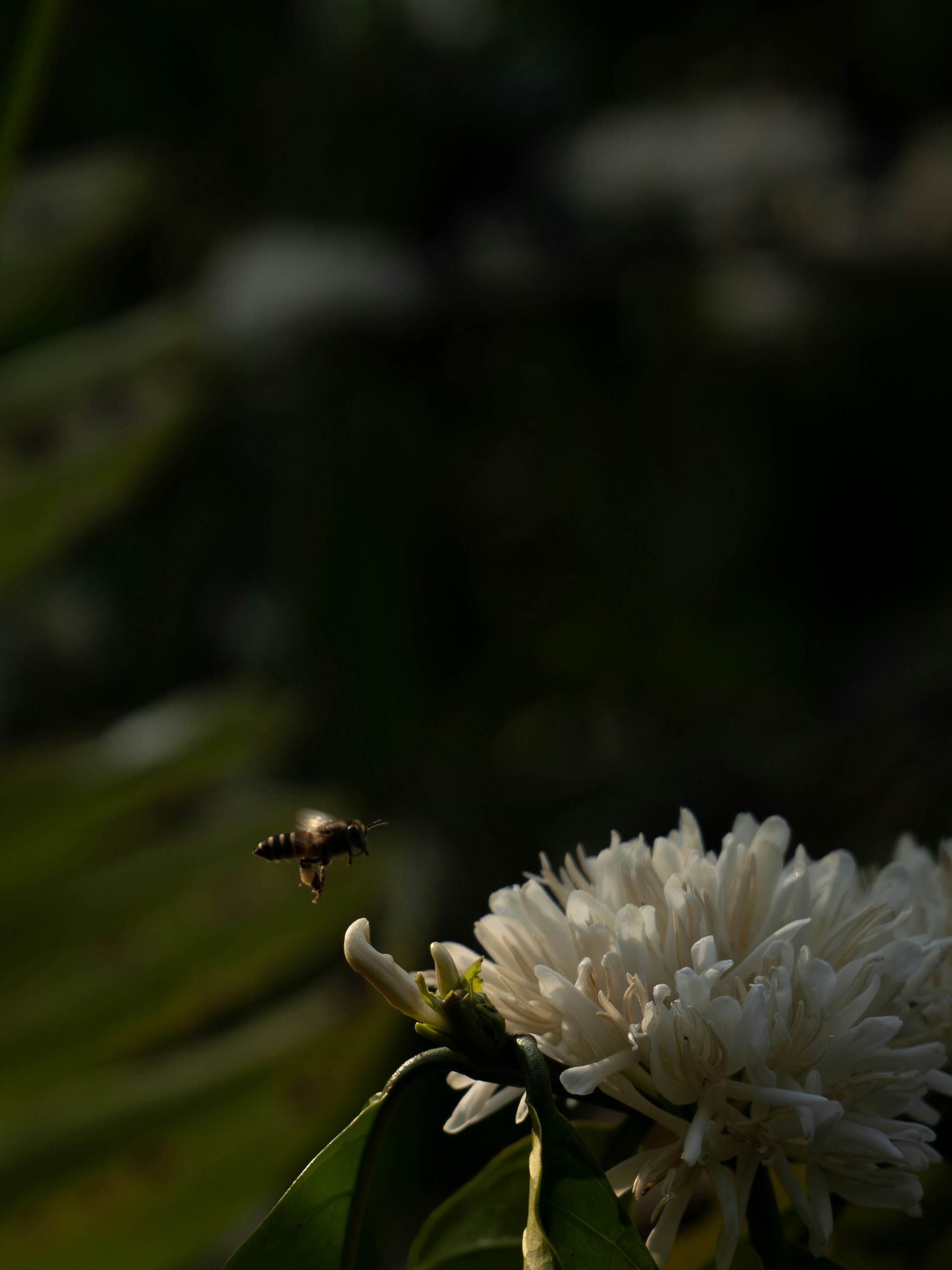 Buzzing in the White Chrysanthemum