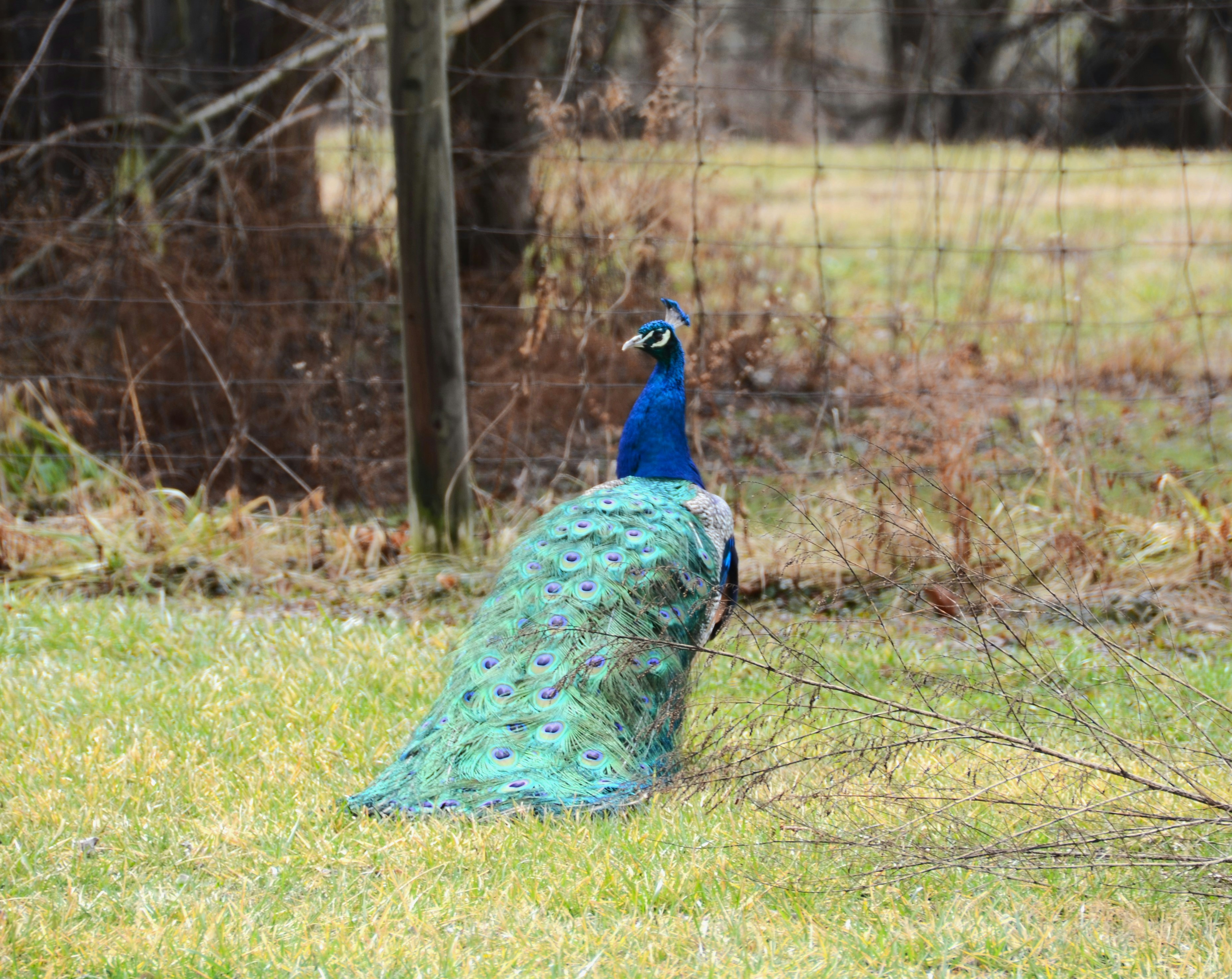 Emerald Plumage in Quiet Field
