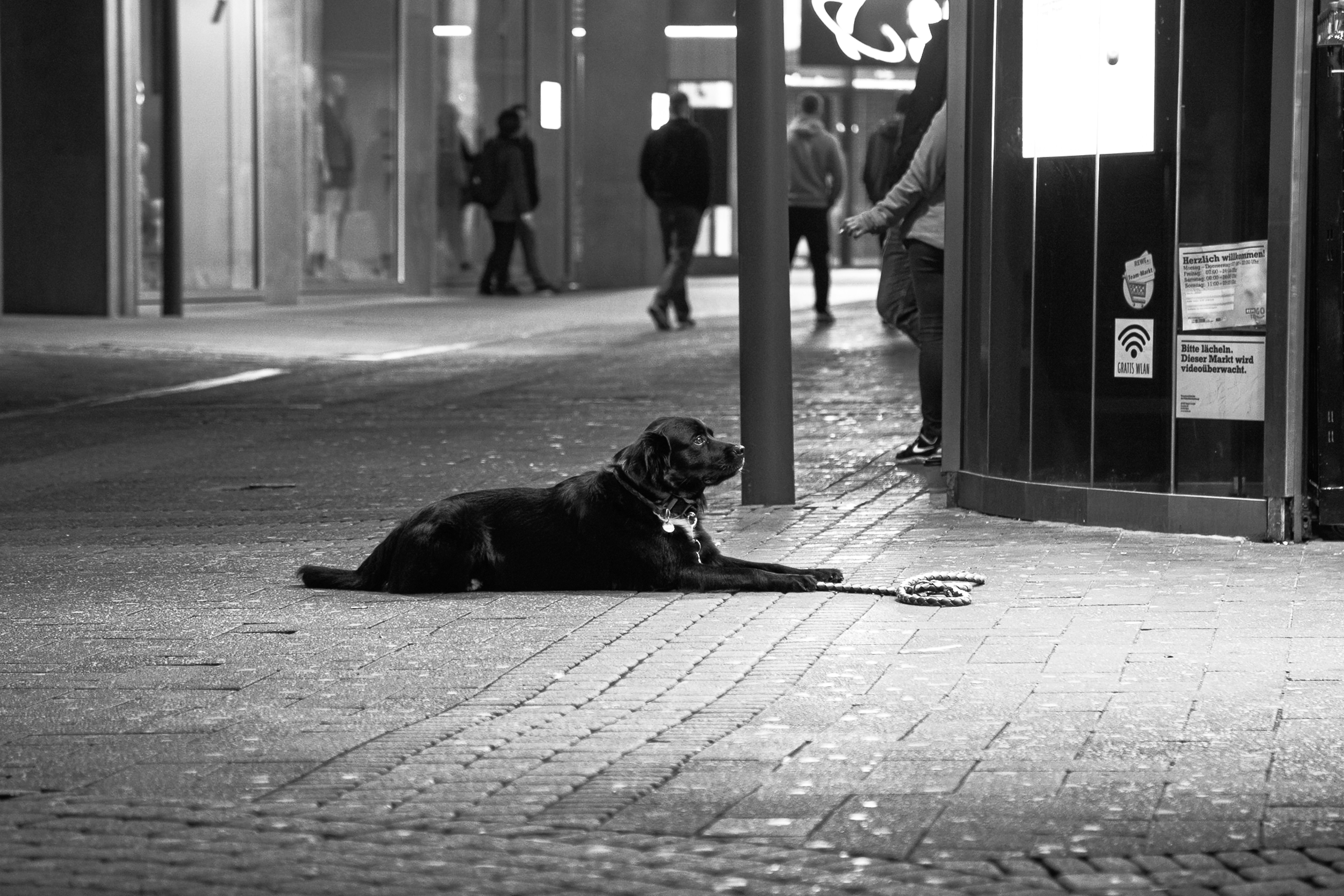 Urban Nightwatch: The Street-Lined Dog and Quiet Corridor