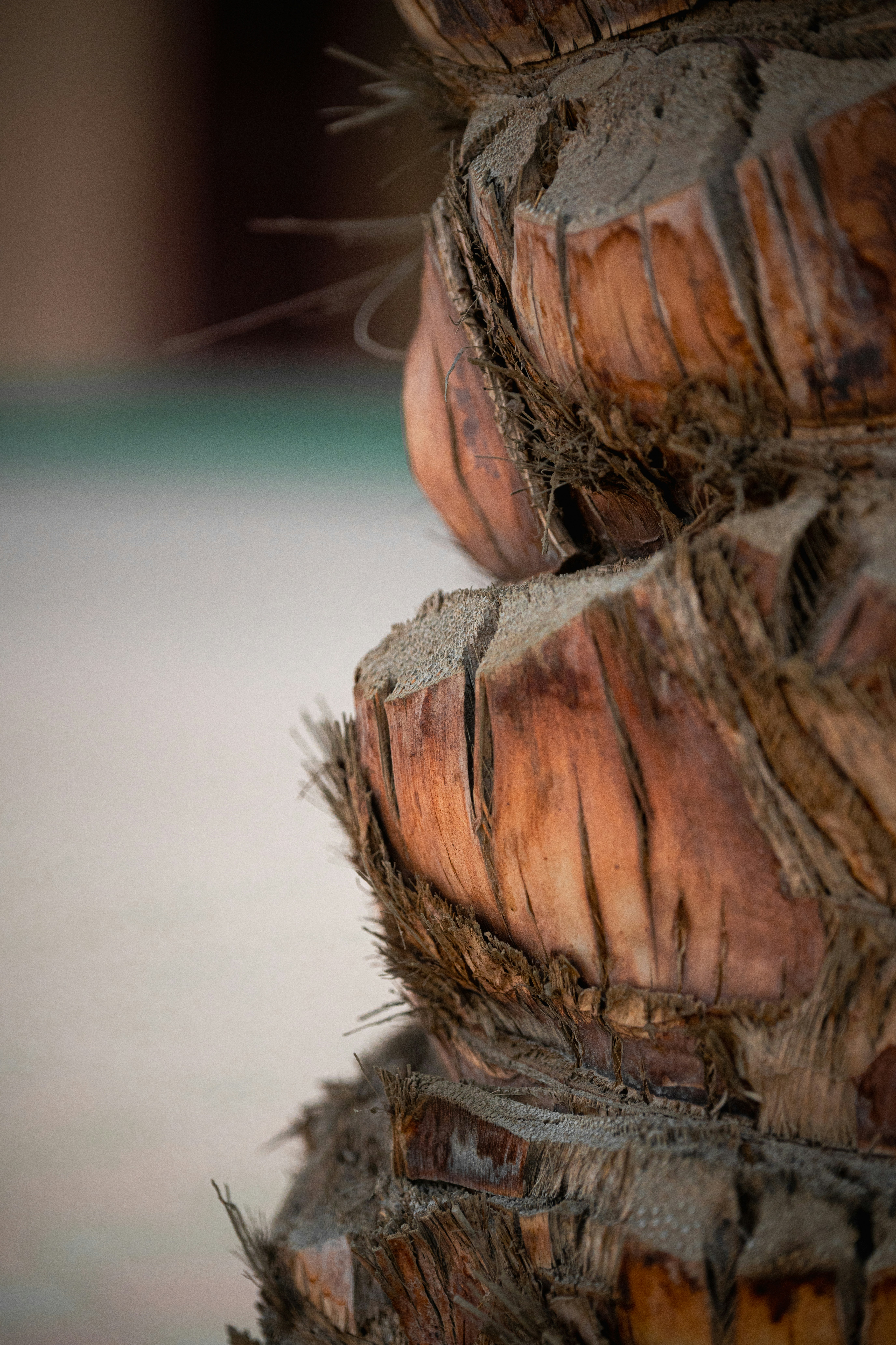 Rugged Bark: A Macro Peek into Weathered Cedar Strata