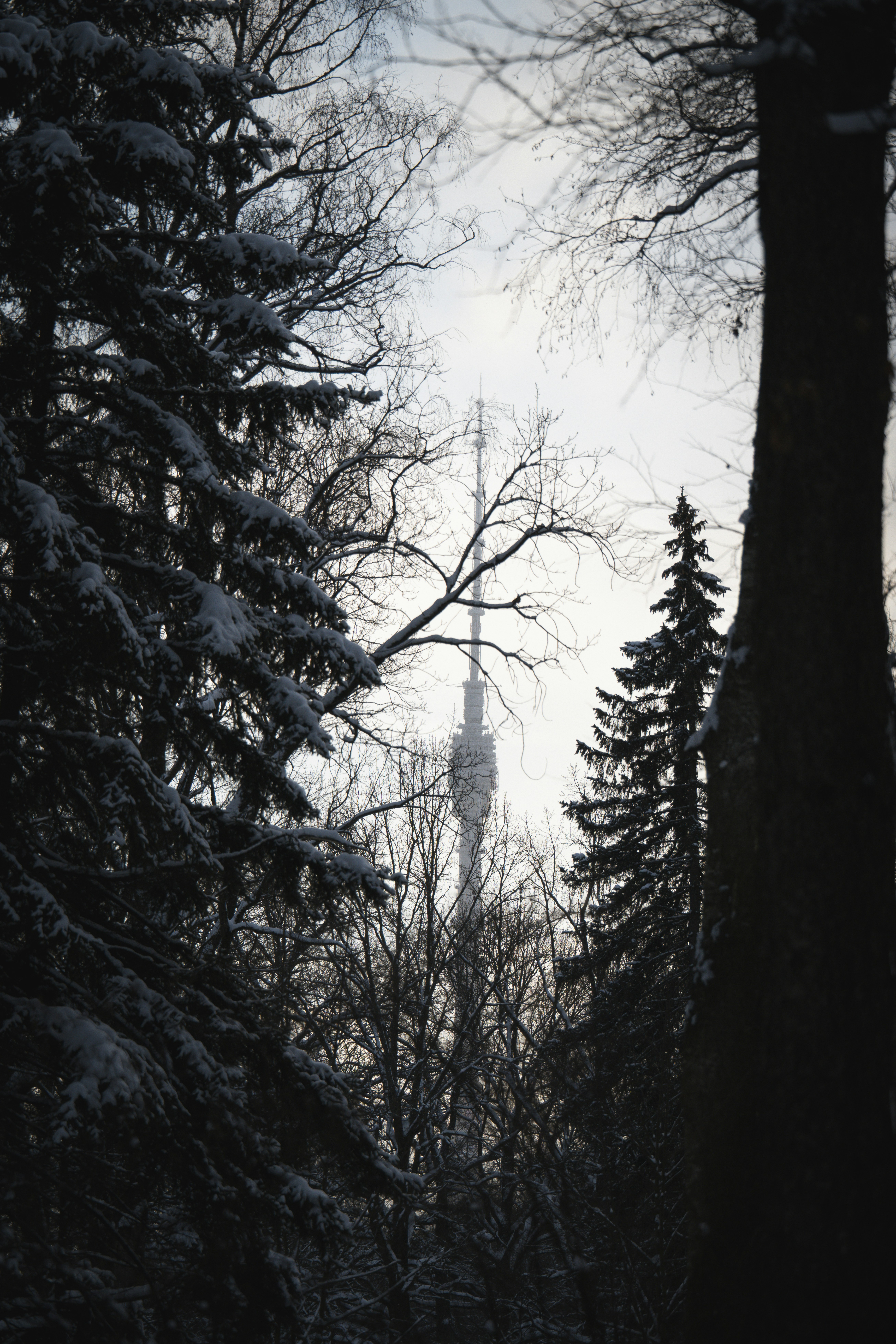 Tower in the Winter Lattice: A Snow-veiled Skyline Screaming Through the Pines