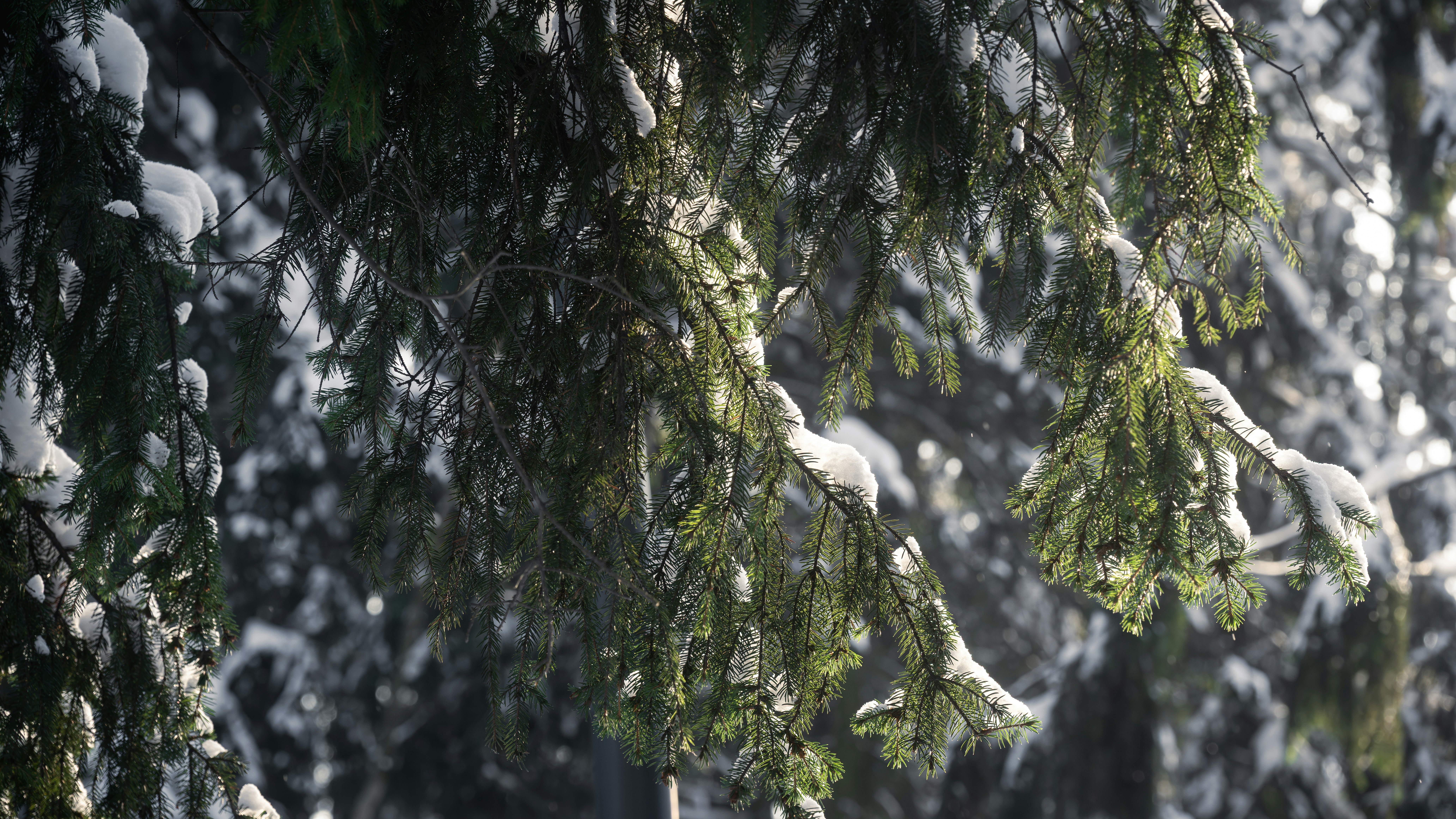 Snow-kissed Conifer Canopy