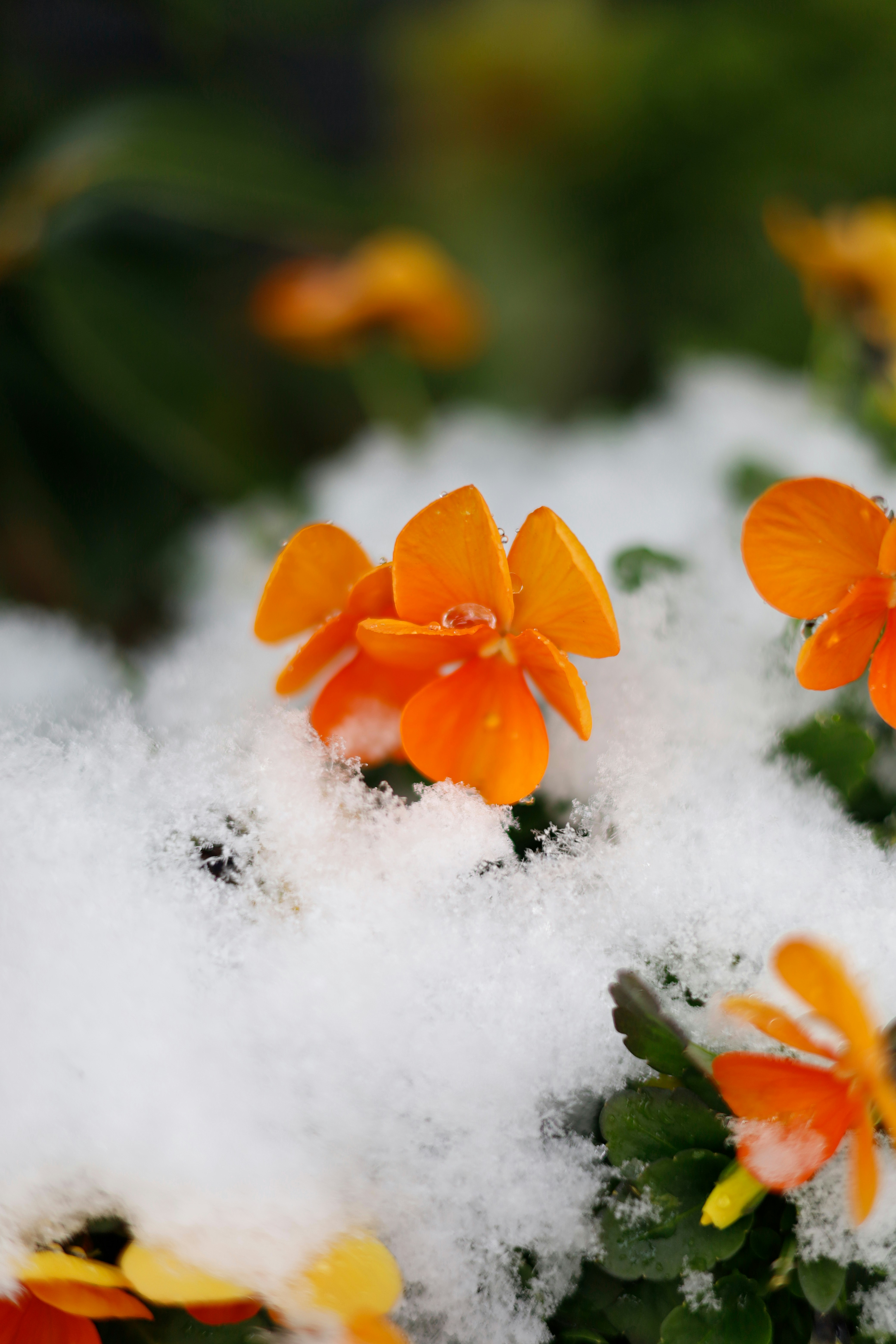 Orange Blooms Emerging Through Winter White