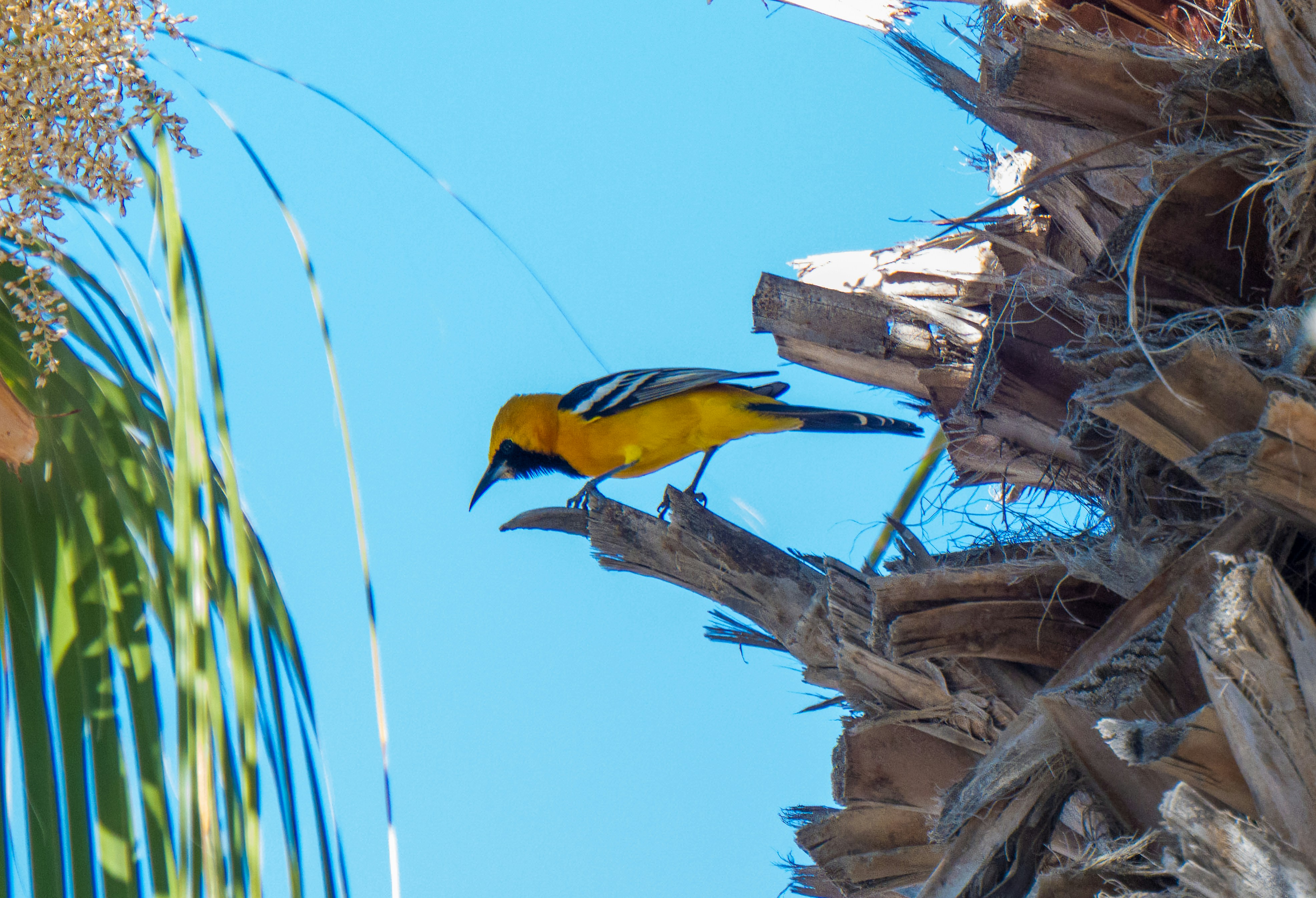 Azure Sky Vigil: Yellow Bird on Palm Wreath