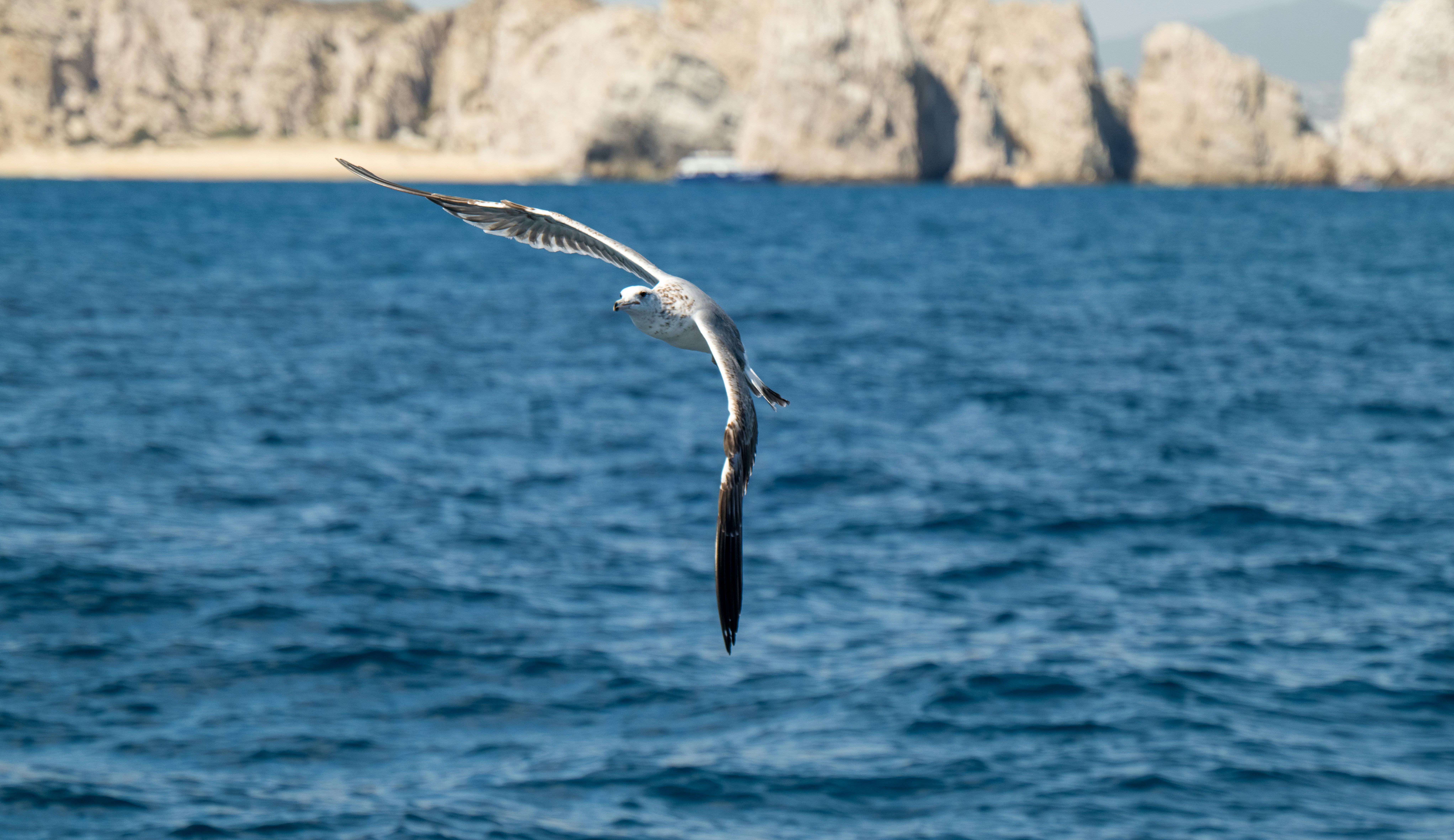 Winged Coastline: A Gull in Freefall Over Deep Blue Waters