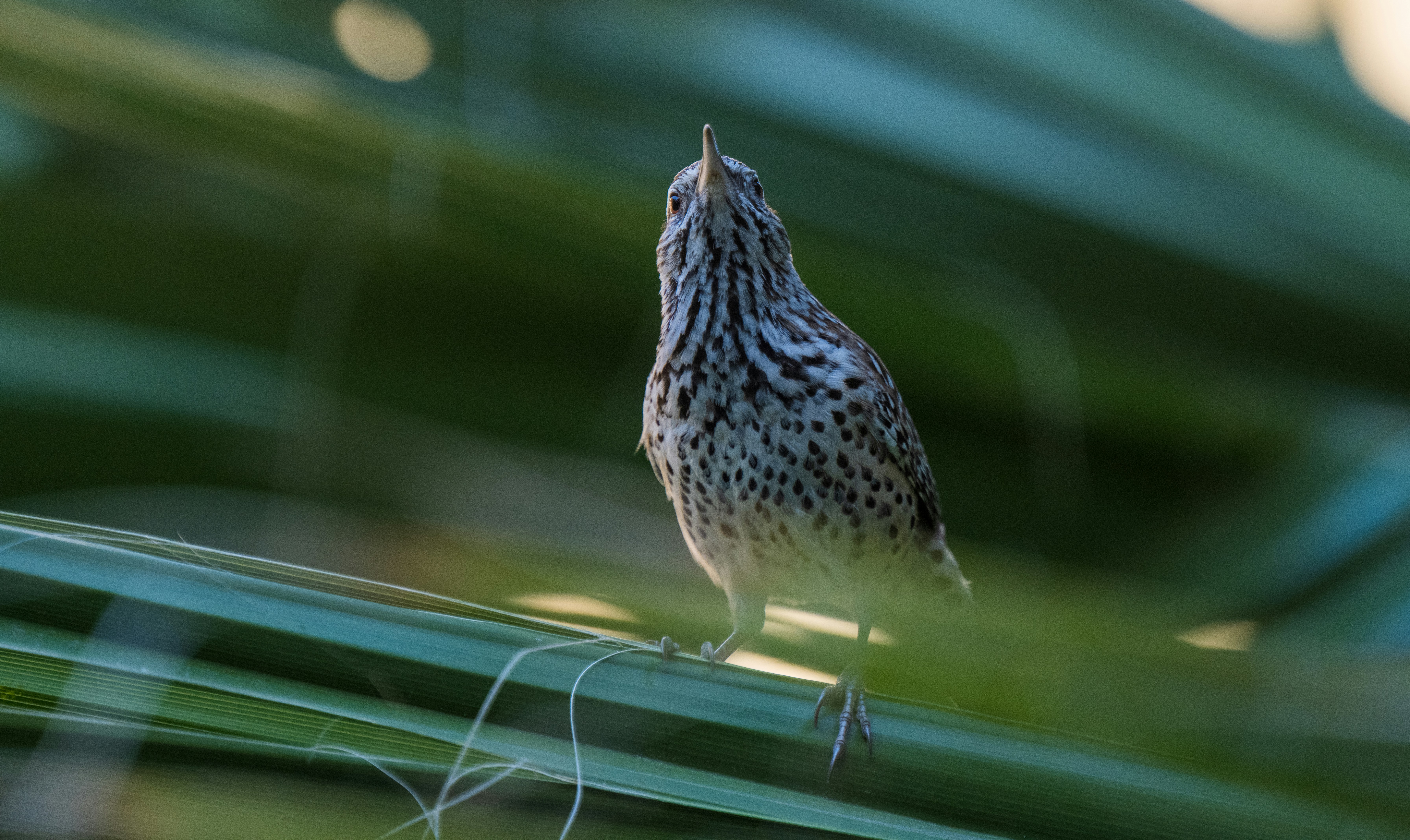 Perched on a wire, the speckled thrush surveys a shaded garden canopy