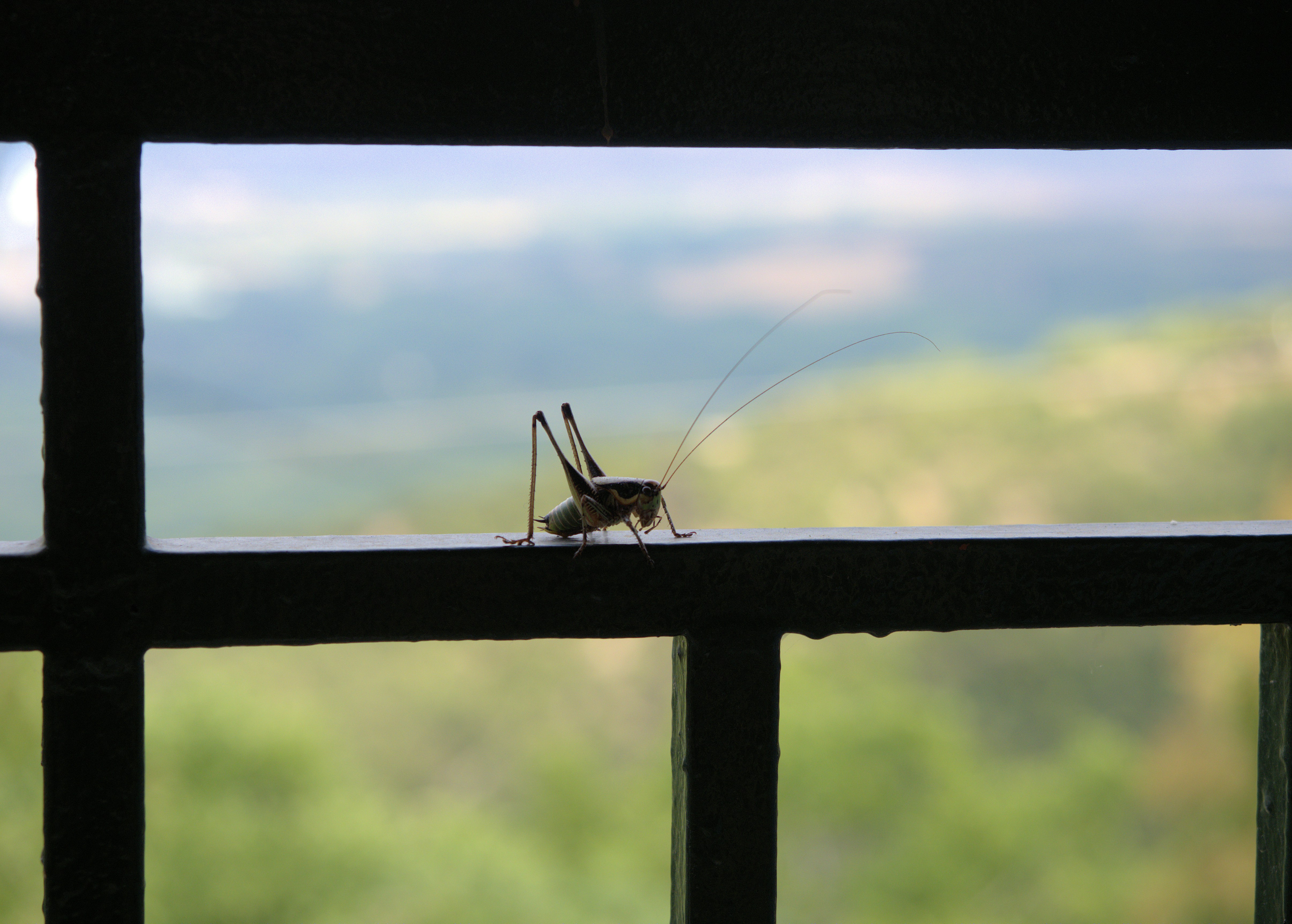 Geometric silhouette: a tiny cricket perched on a window crossbar