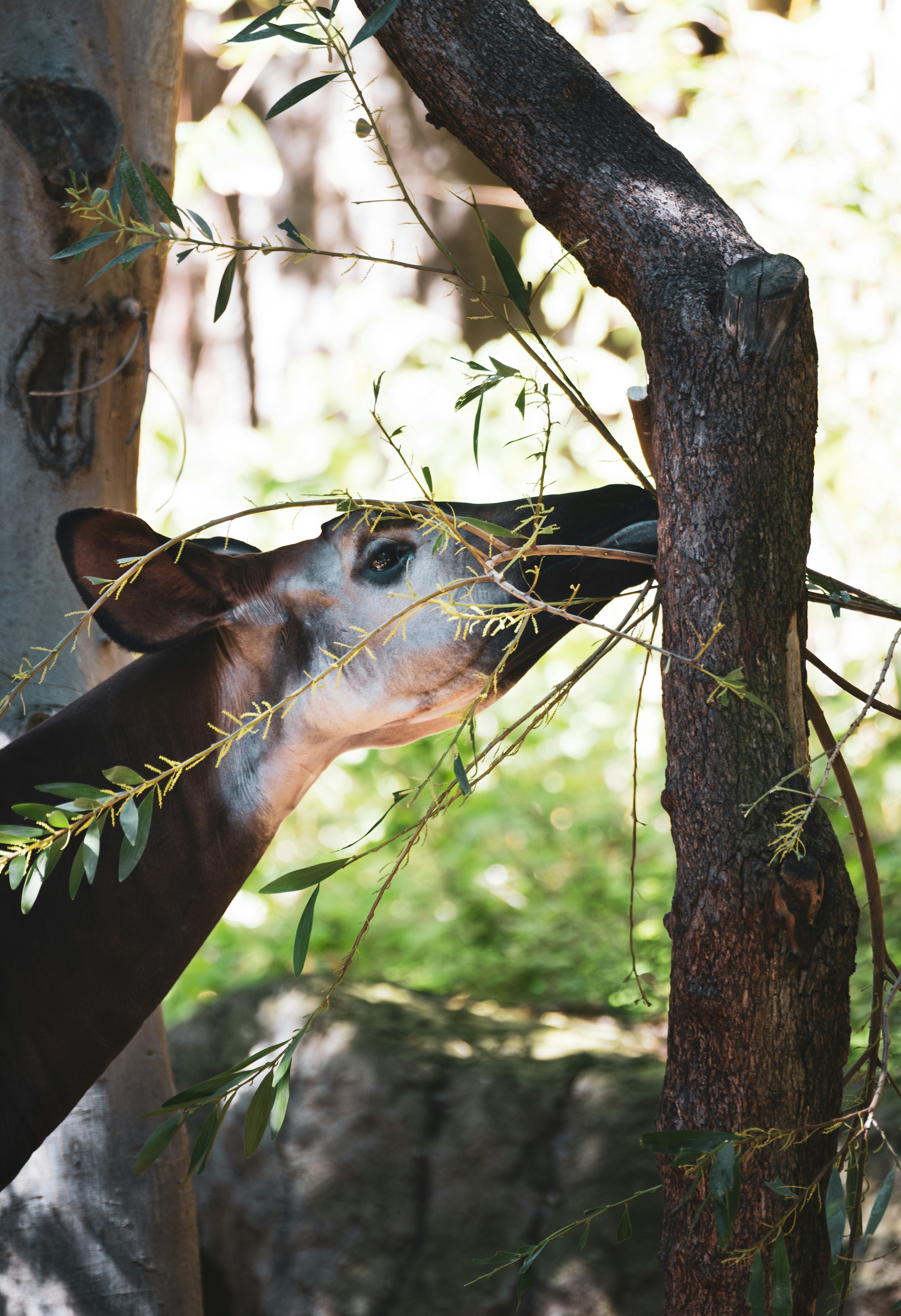 Okapi Pictures | Download Free Images on Unsplash