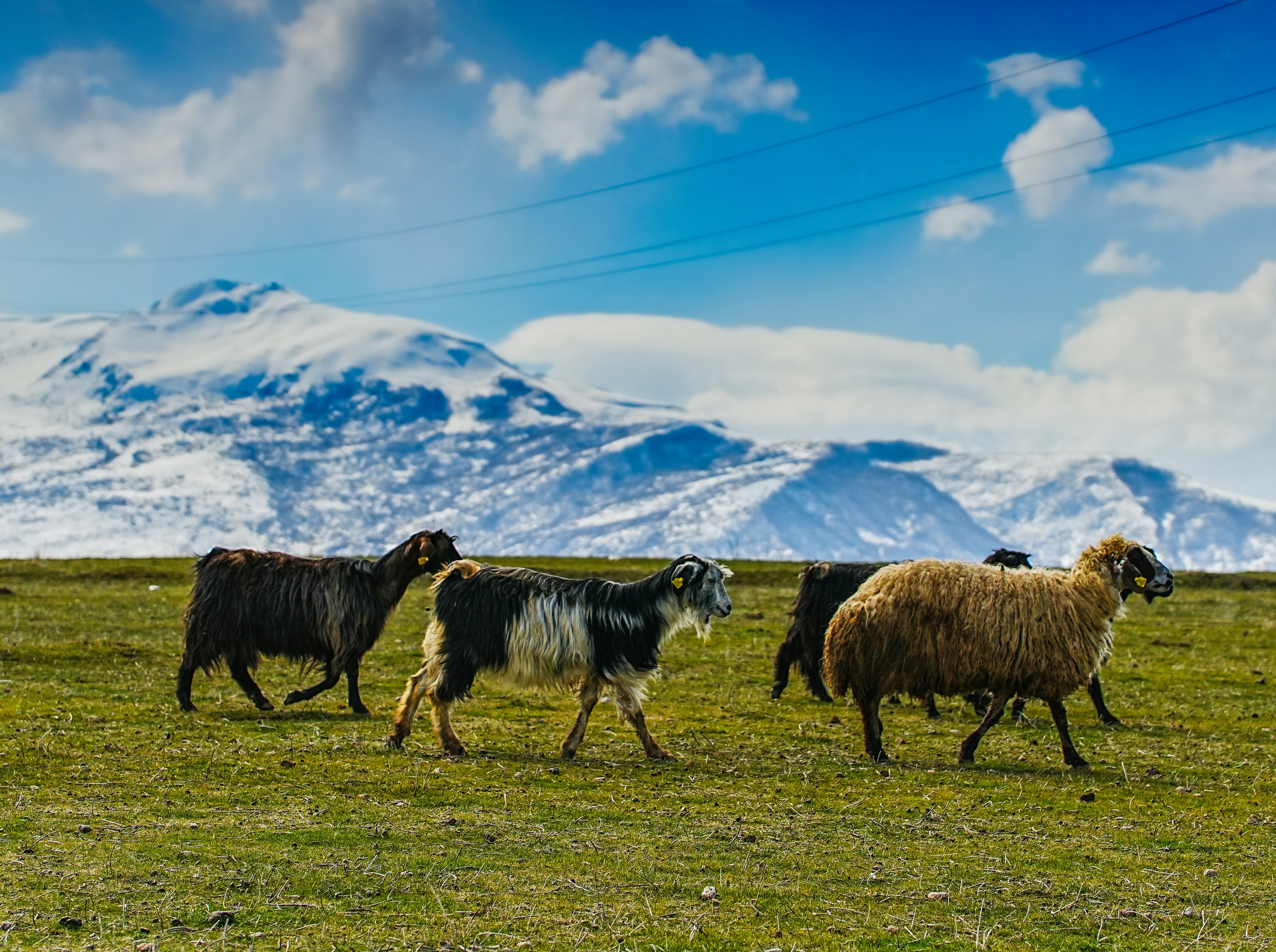 A Small Herd Traverses a Wind-Swept Highland with Snow-Capped Peaks