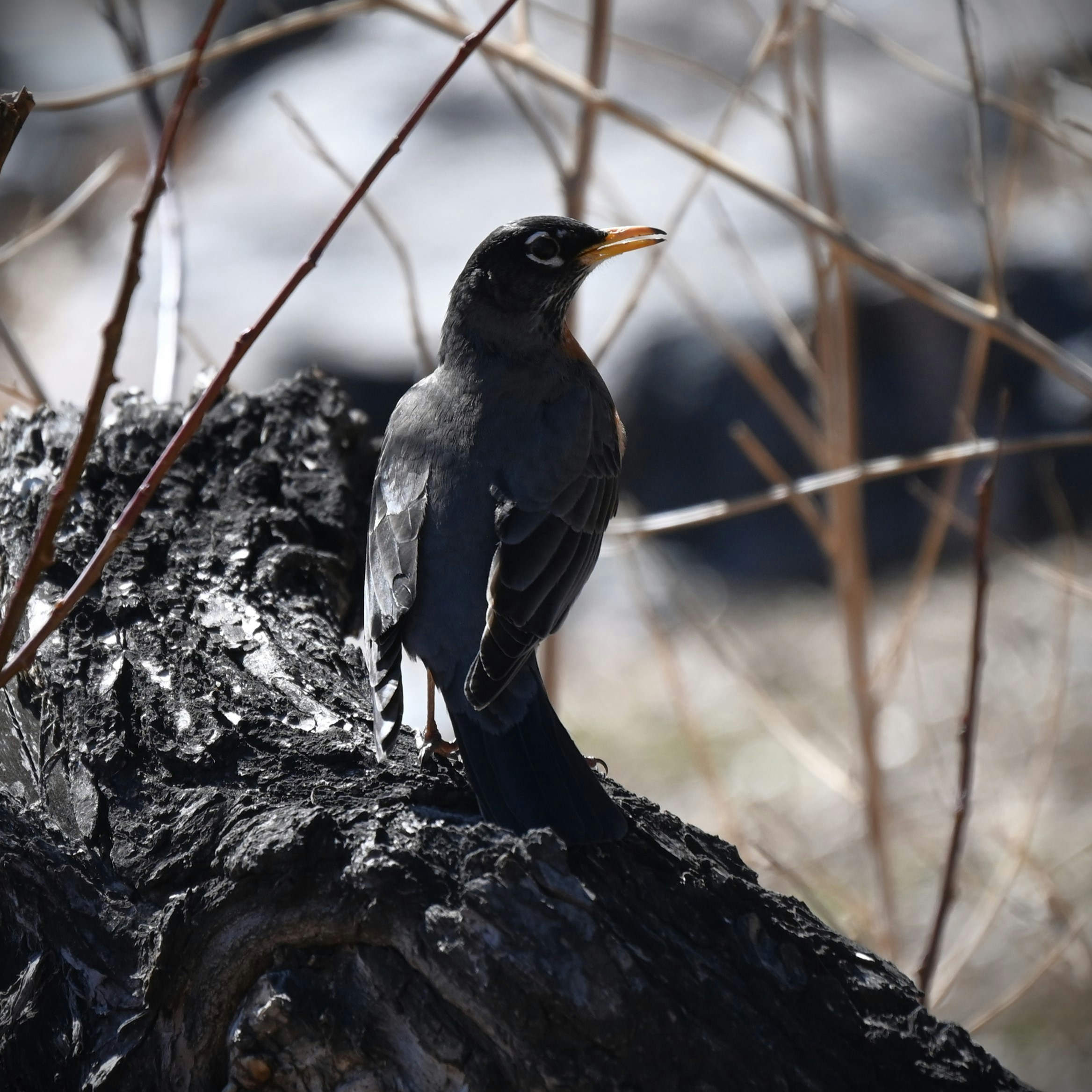 Blackbird on a Charred Log: Quiet Vigil by Winter Branches