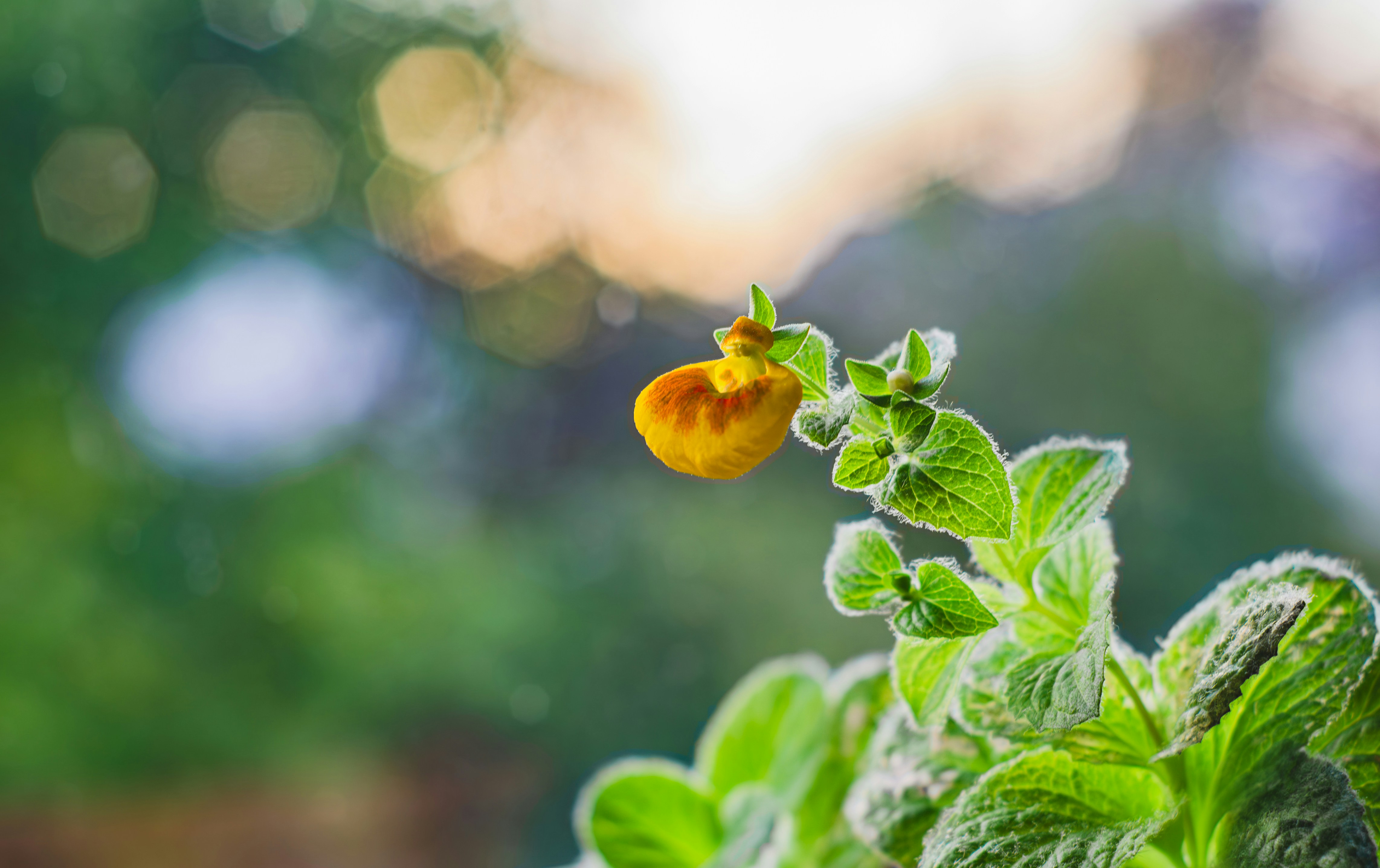 Close-Up of a Frost-kissed Flower Bud in Morning Light