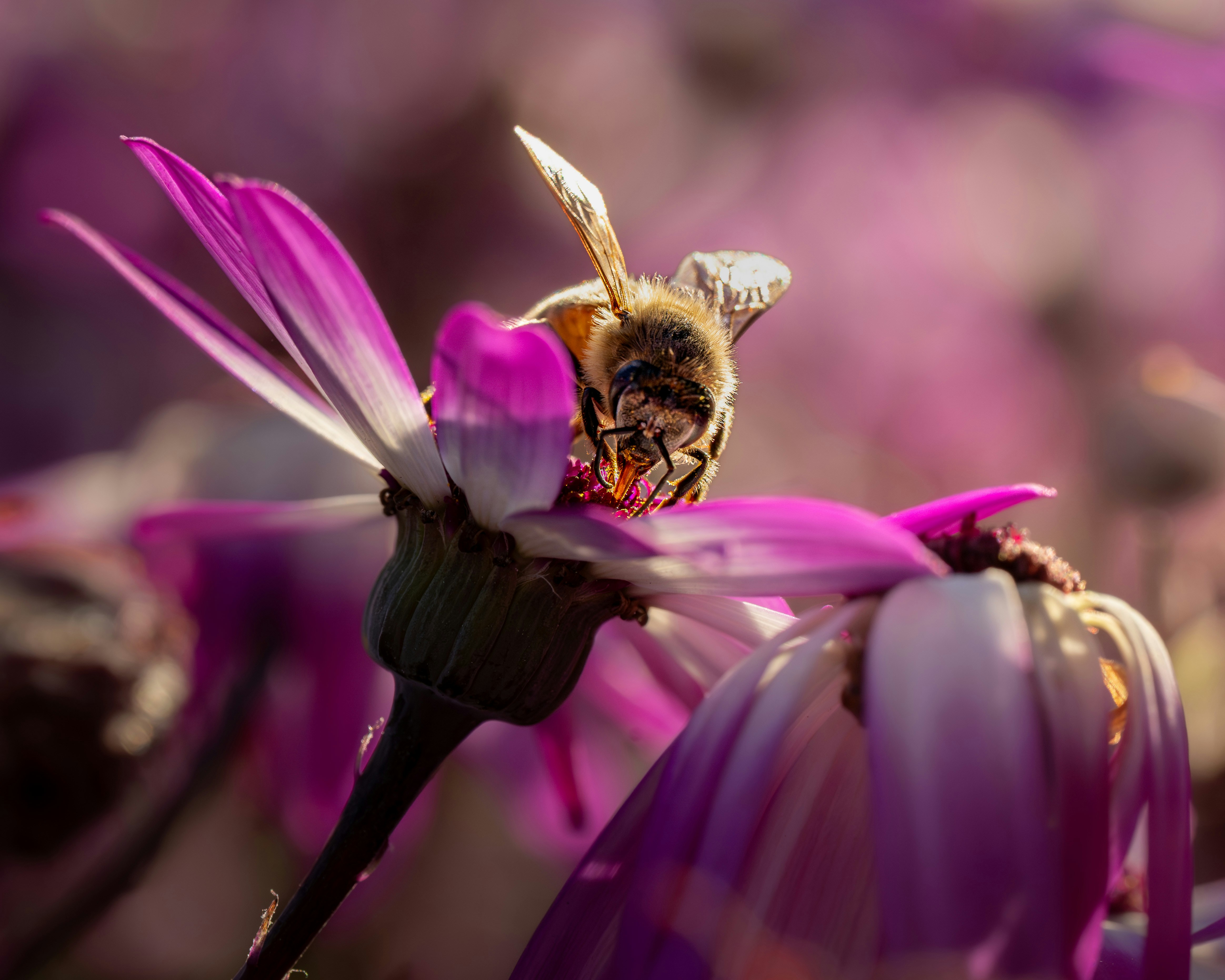 Buzzing Beauty: A Bee Nosing Nectar on a Violet Petal