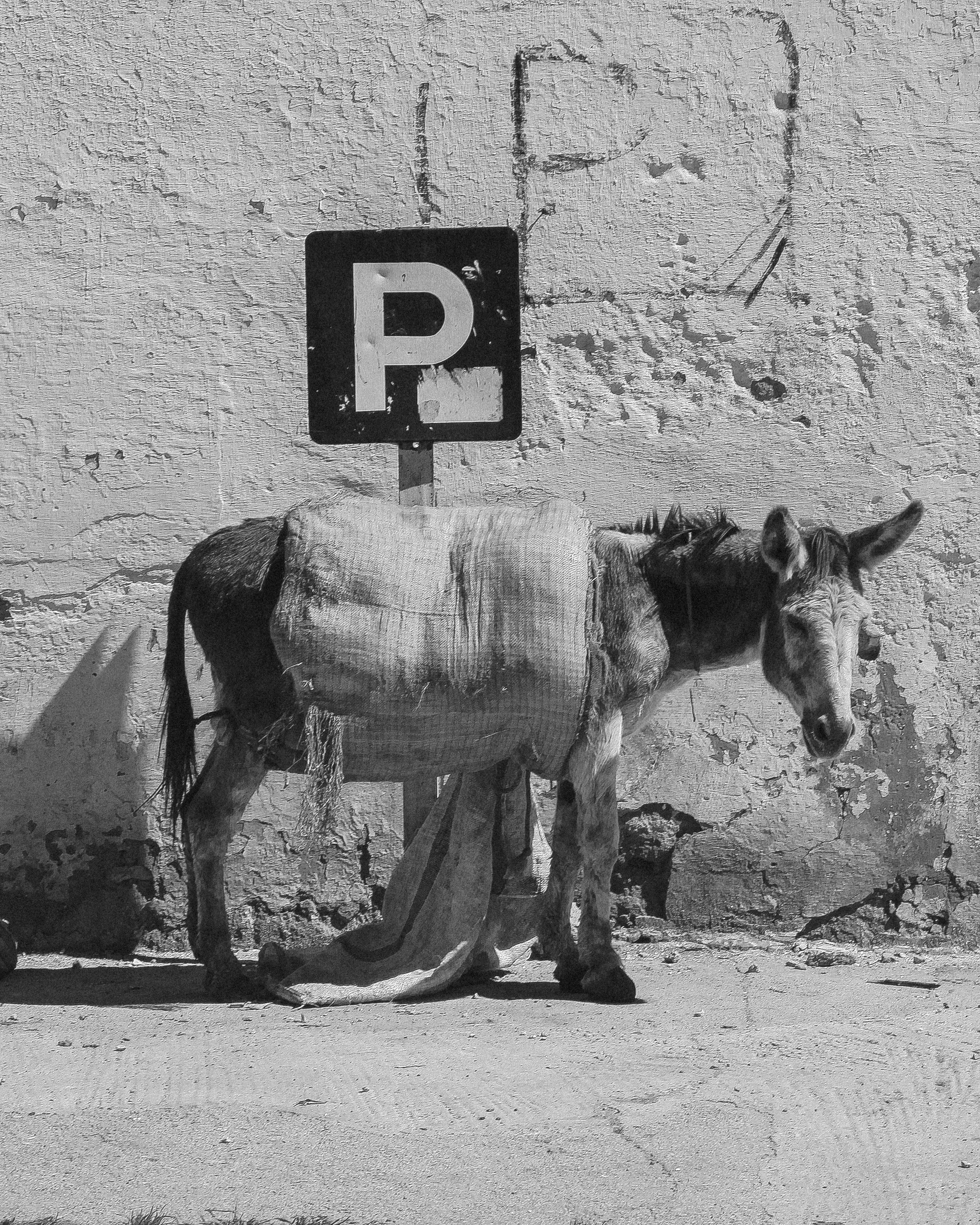 Stray Donkey by a Weathered Wall