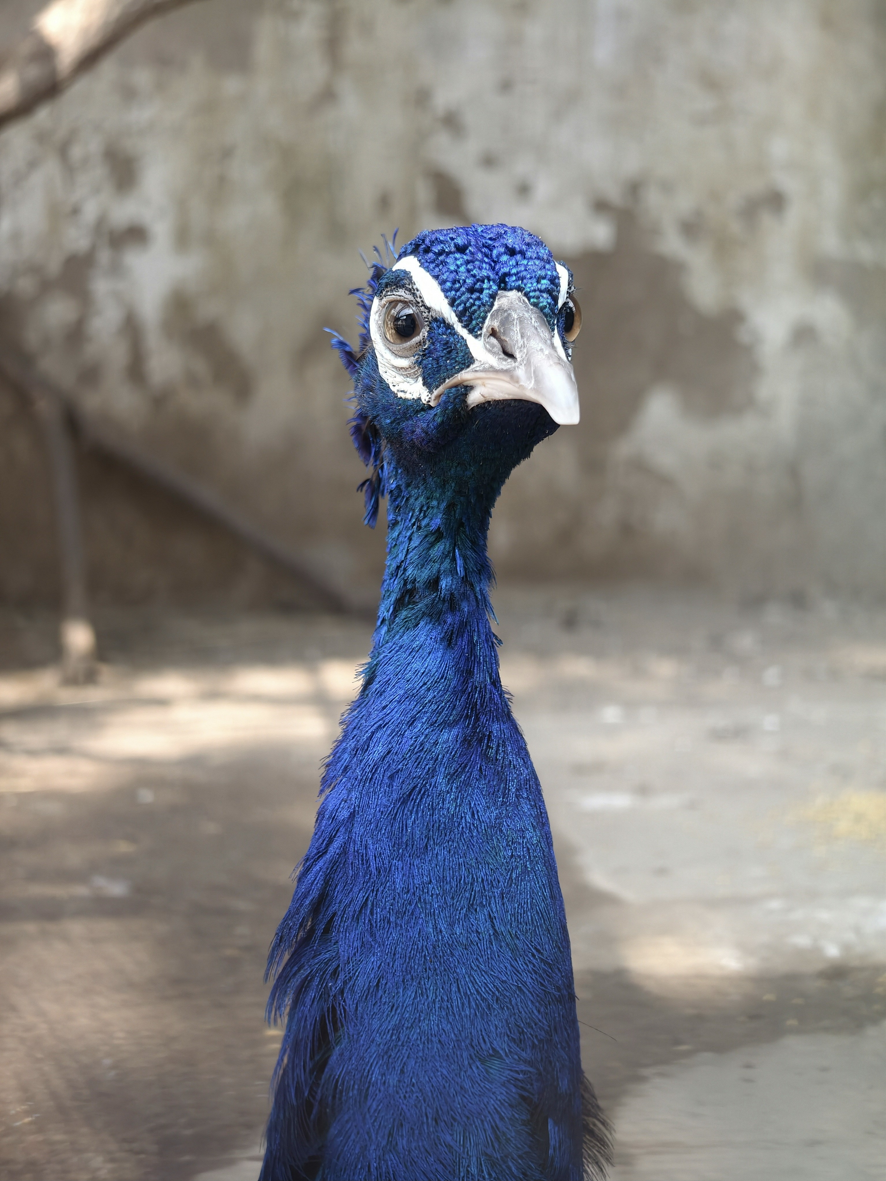 A close-up of a peacock's head and neck