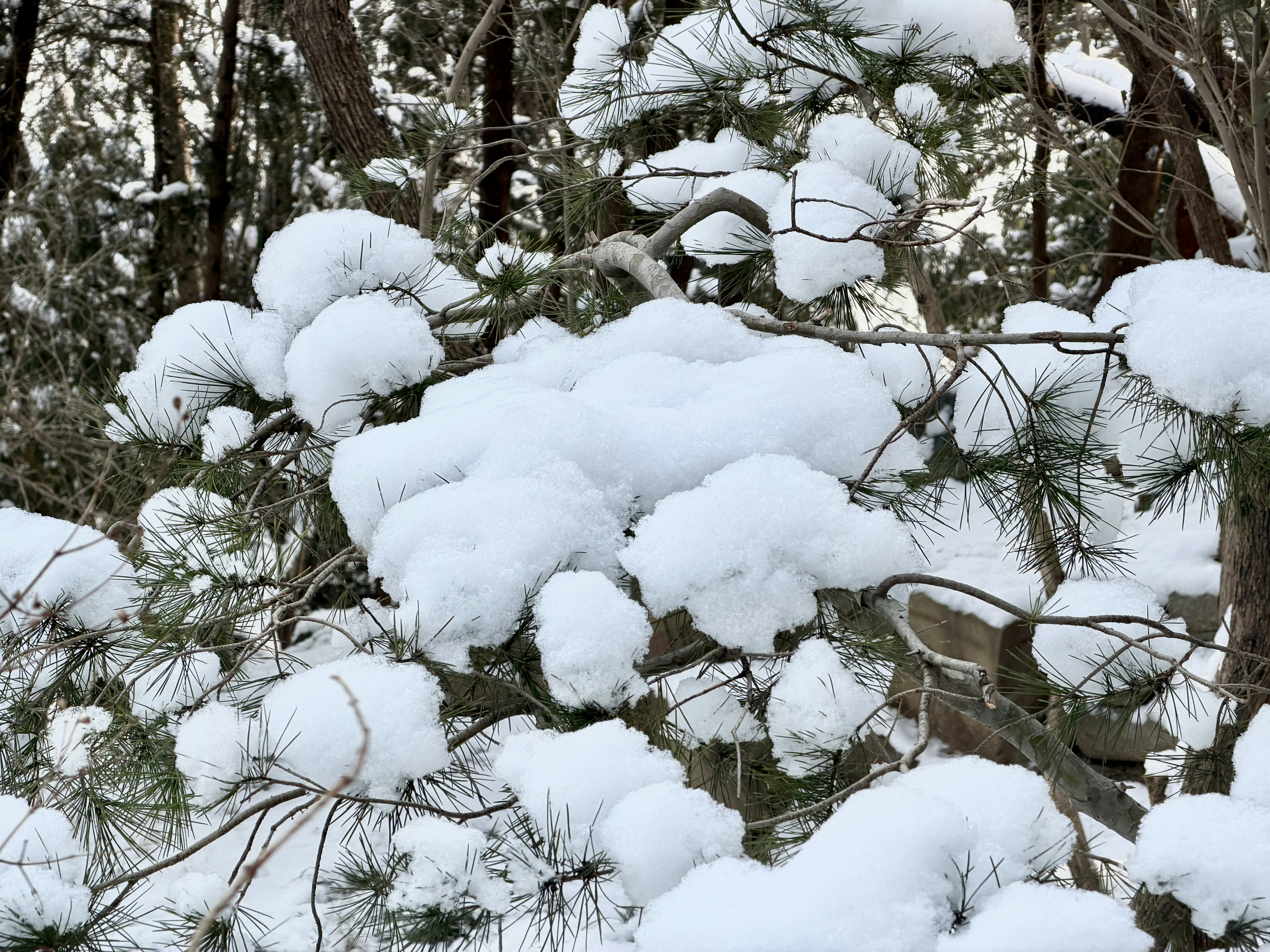Snowy Pine Clusters: Quiet Winter Cushion in the Woods