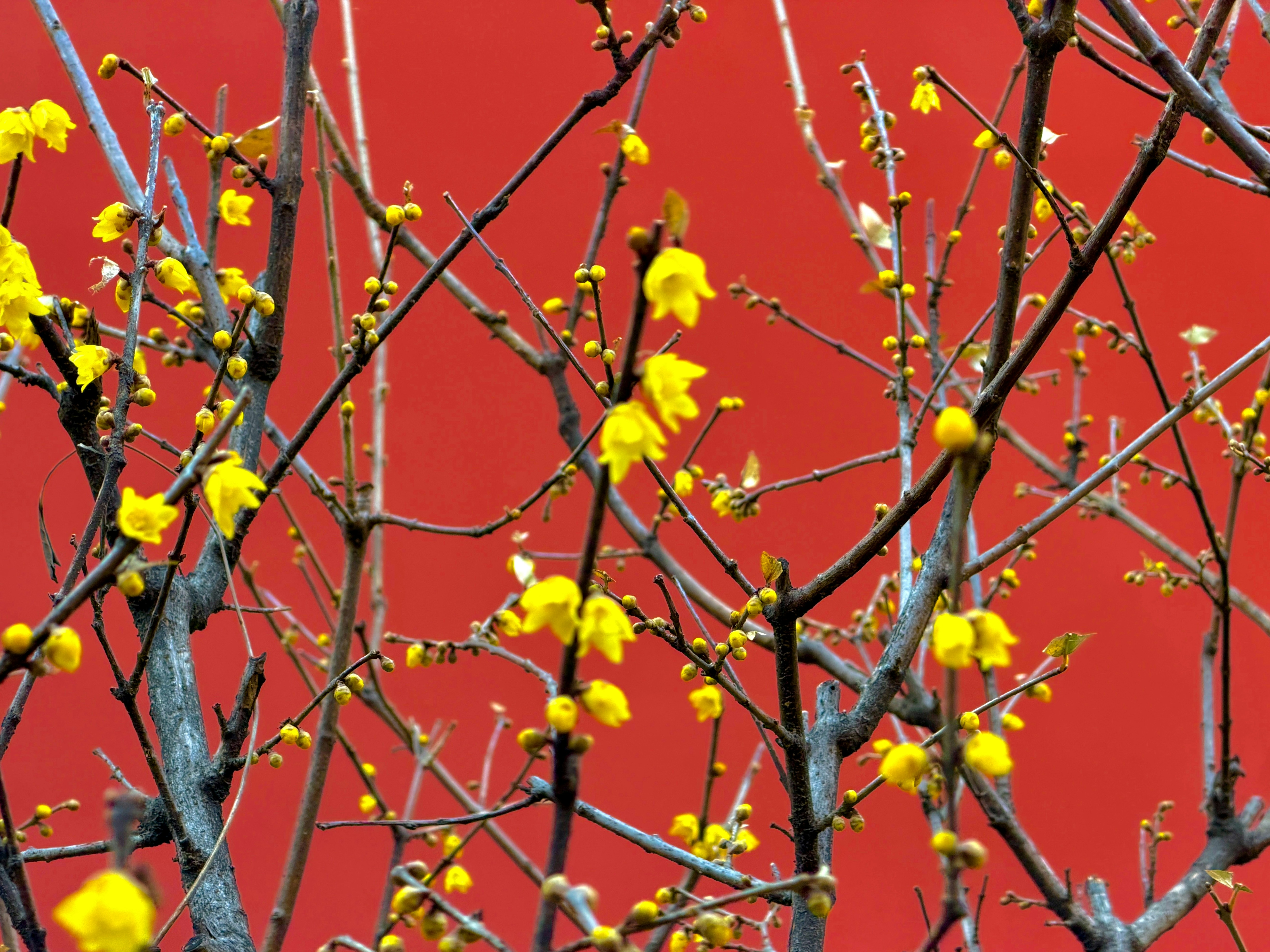 Golden Buds Against Crimson Canvas
