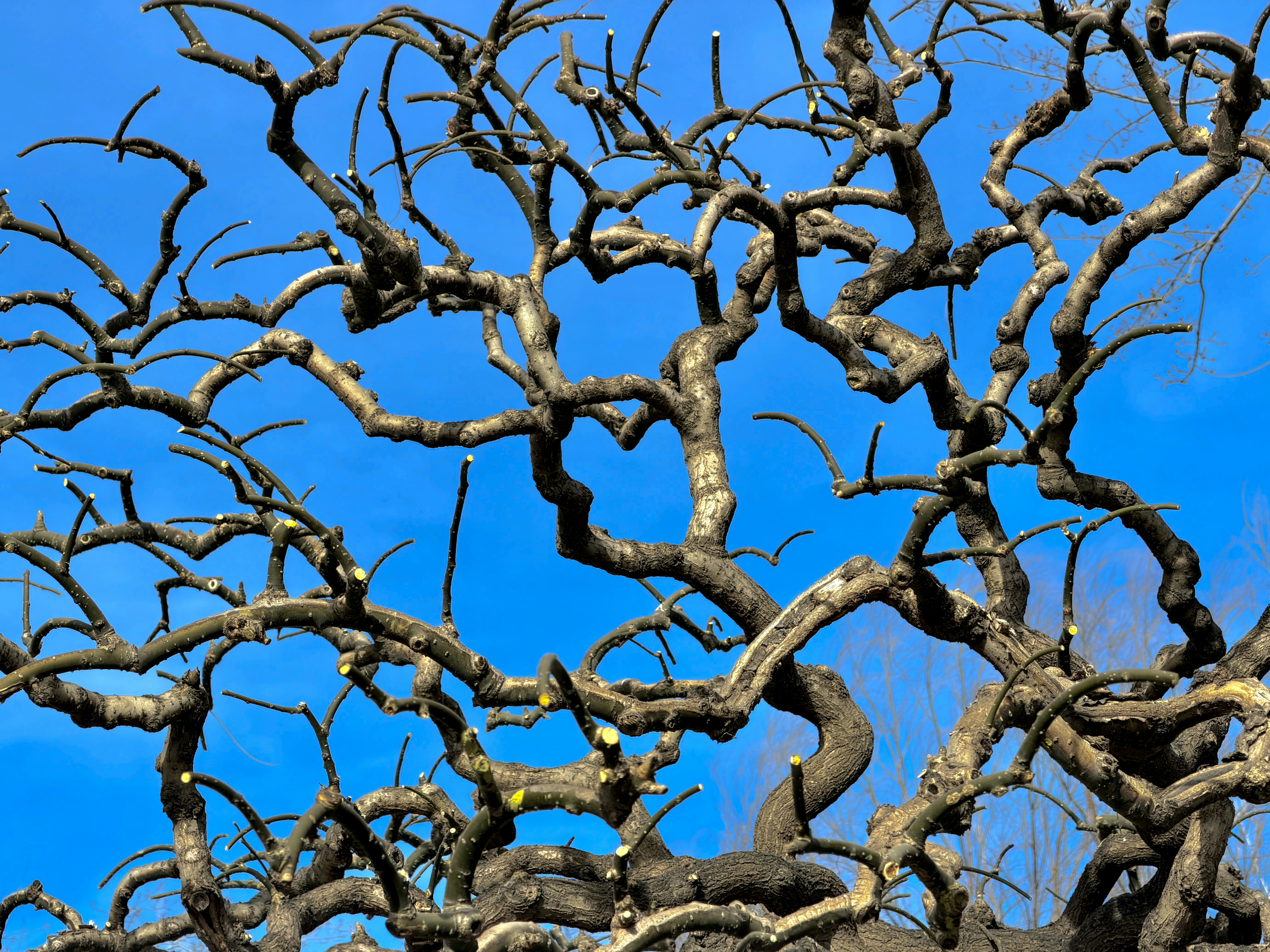 Tangled in Blue: A Jonquil of Branches Against a Cerulean Sky