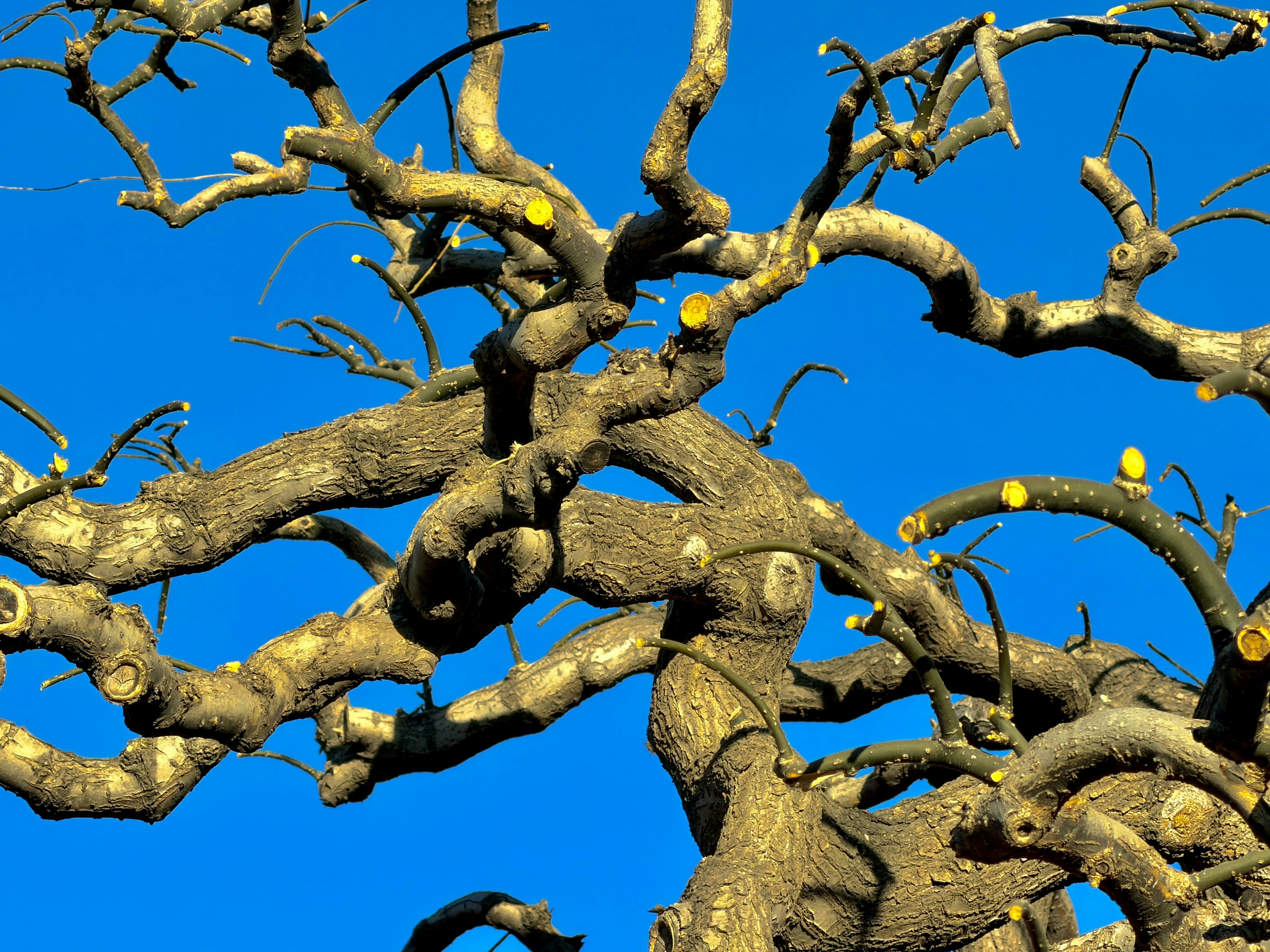 Sunlit Gnarled Branches Against a Cerulean Sky