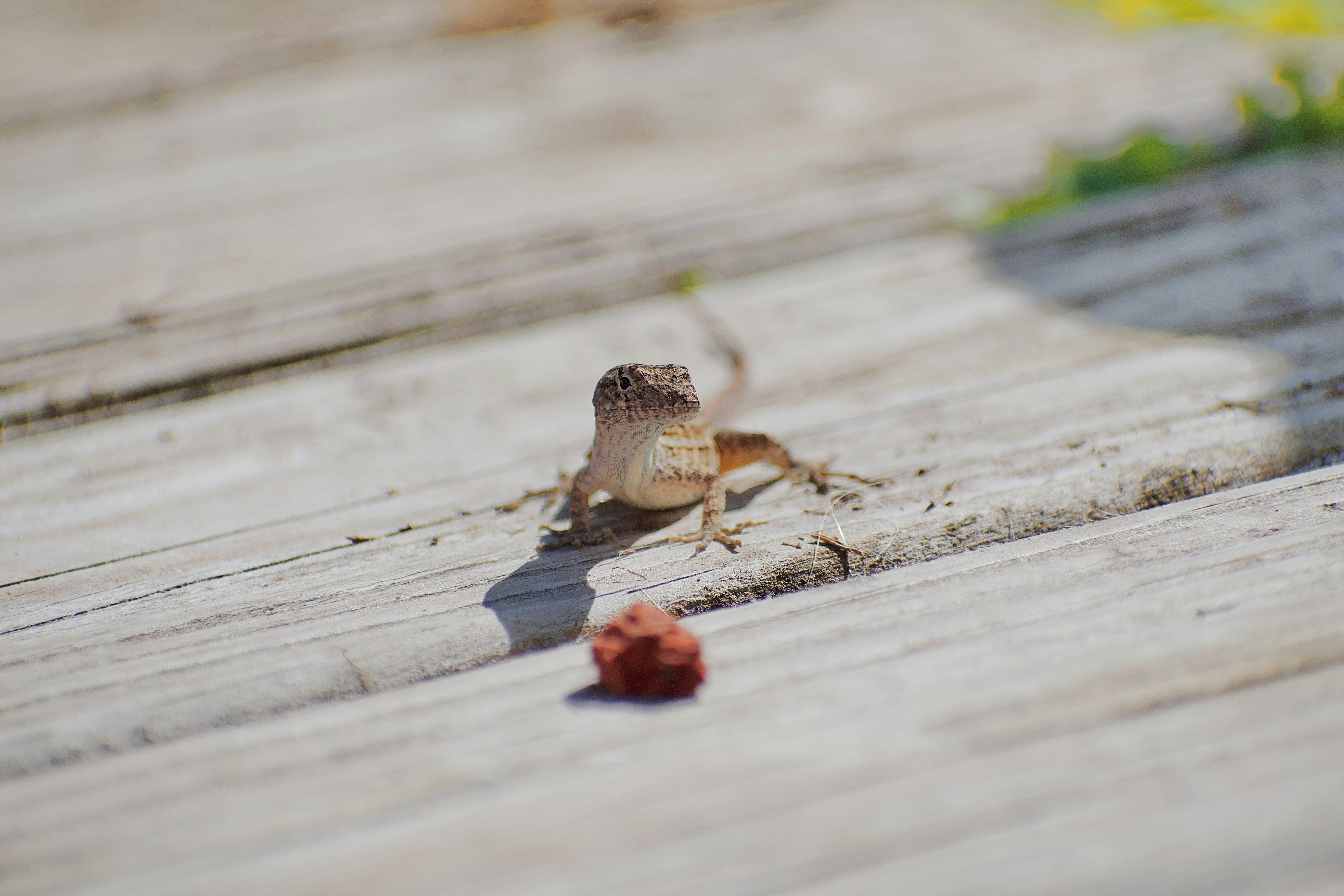 Tiny Sandcrab on Weathered Wood Trellis